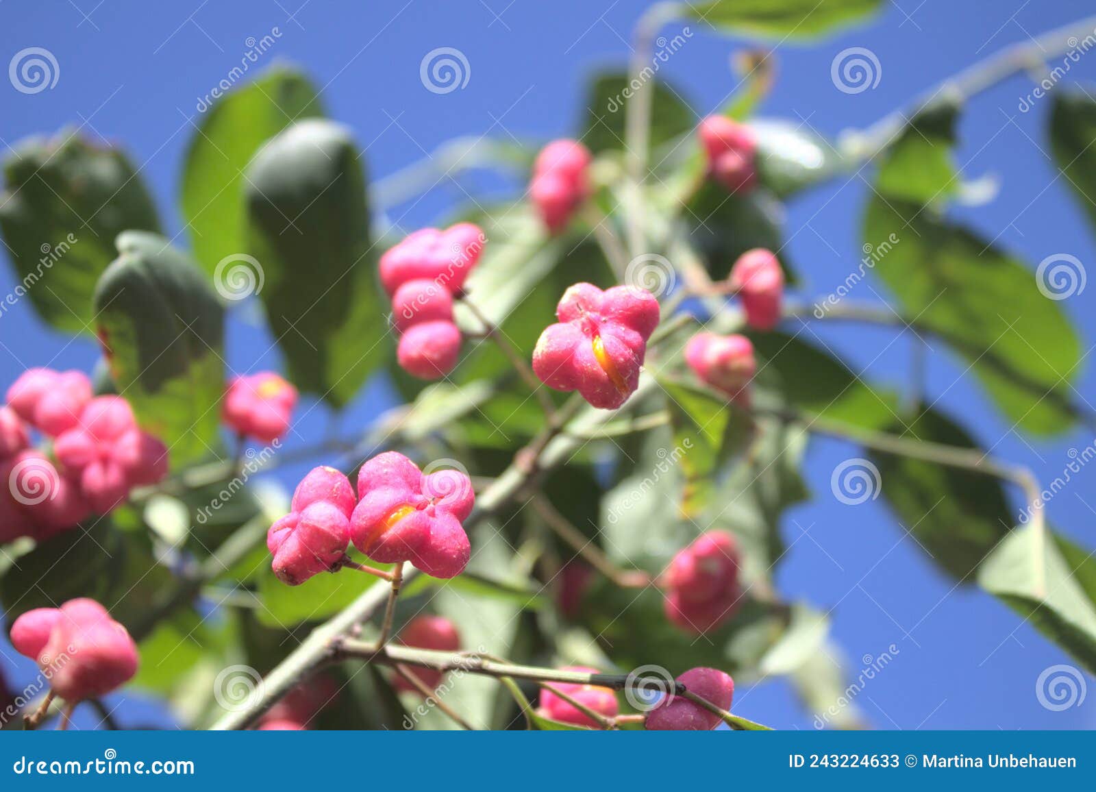 Spindle tree stock image. Image of nature, euonymuseuropaeus - 243224633