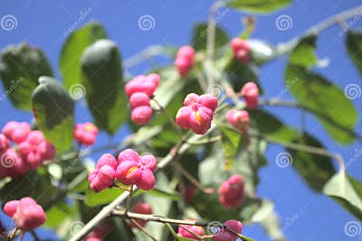 Spindle tree stock image. Image of nature, euonymuseuropaeus - 243224633