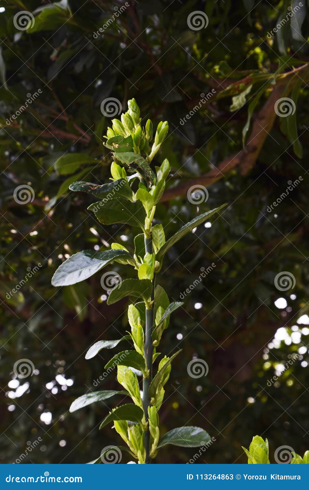 Spindle tree stock image. Image of natural, leaf, shoot - 113264863