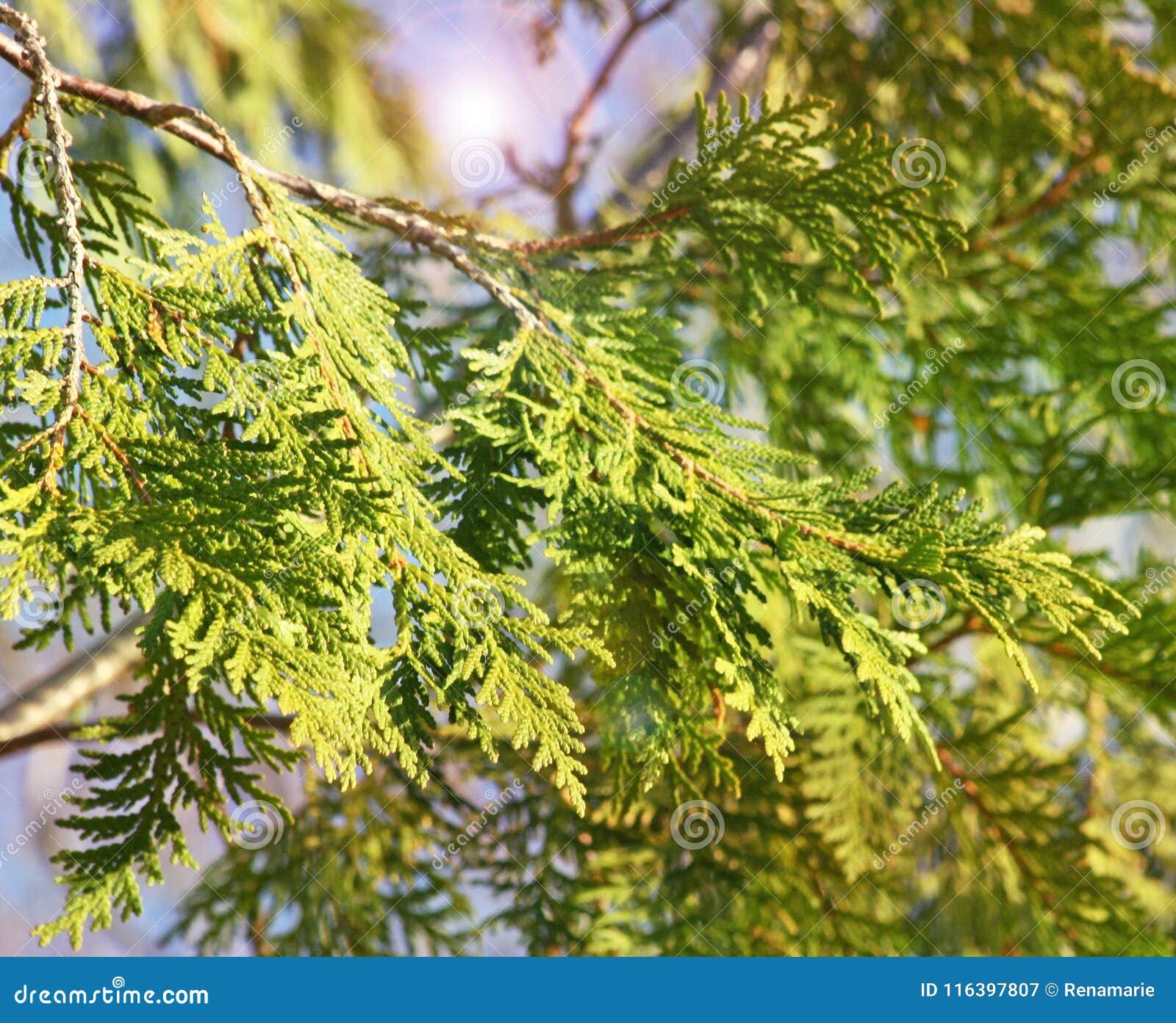 The Spindly Branches and Leaves of a Cedar Tree with Illuminating Light ...