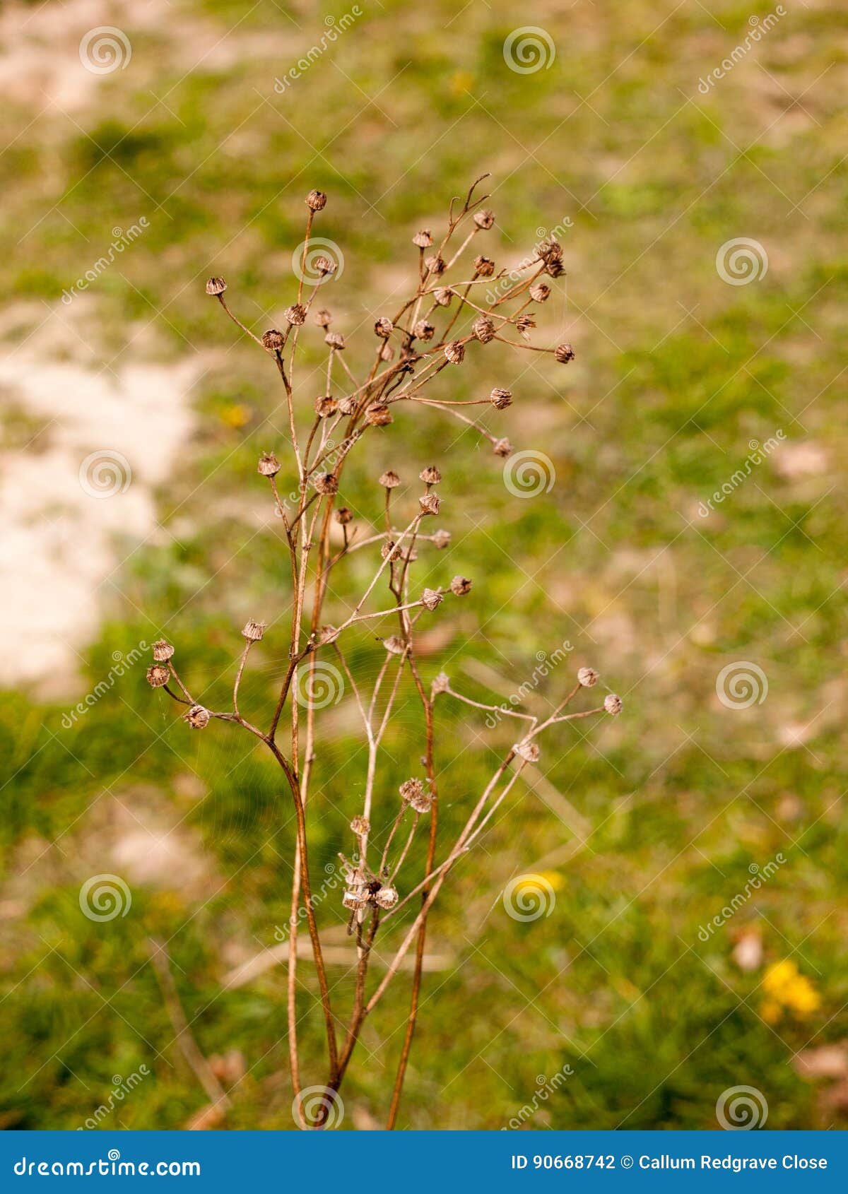 Spindly Dead Skeleton of Plant in Spring Stock Photo - Image of blossom ...