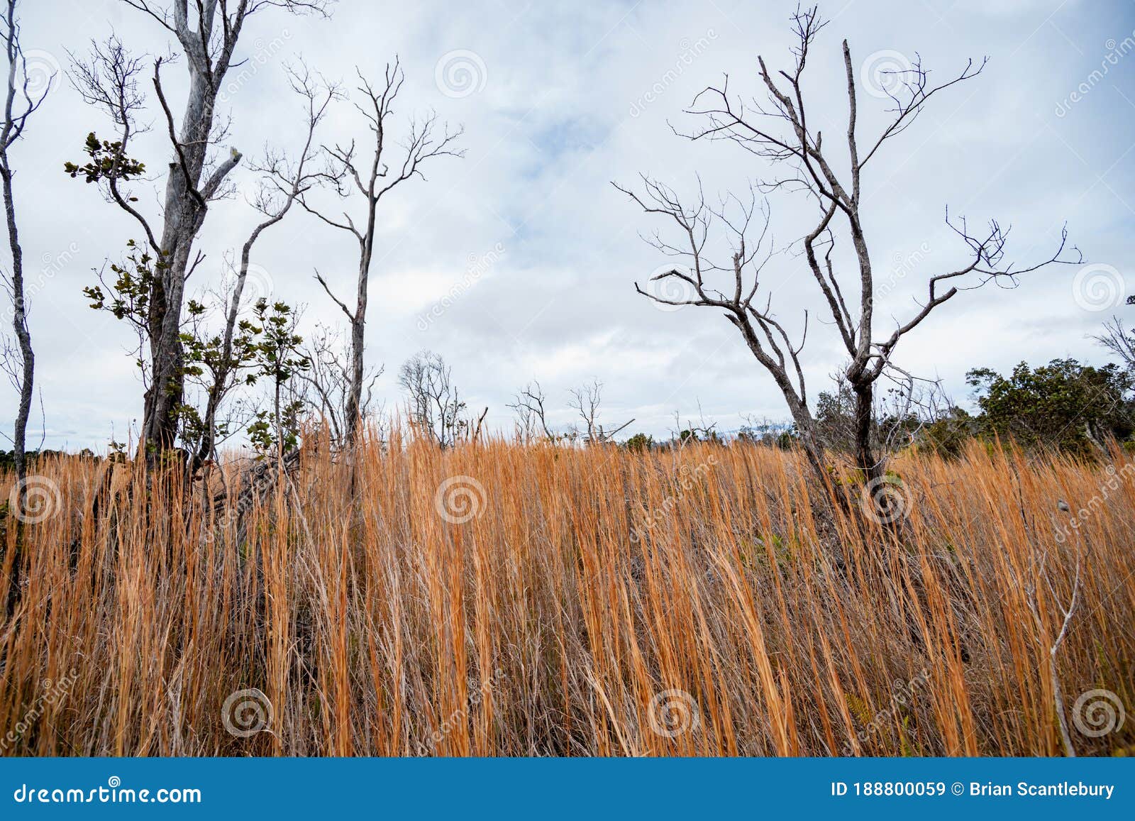 Spindly Dead Trees in Dramatic Expansive Wetland Stock Image - Image of ...