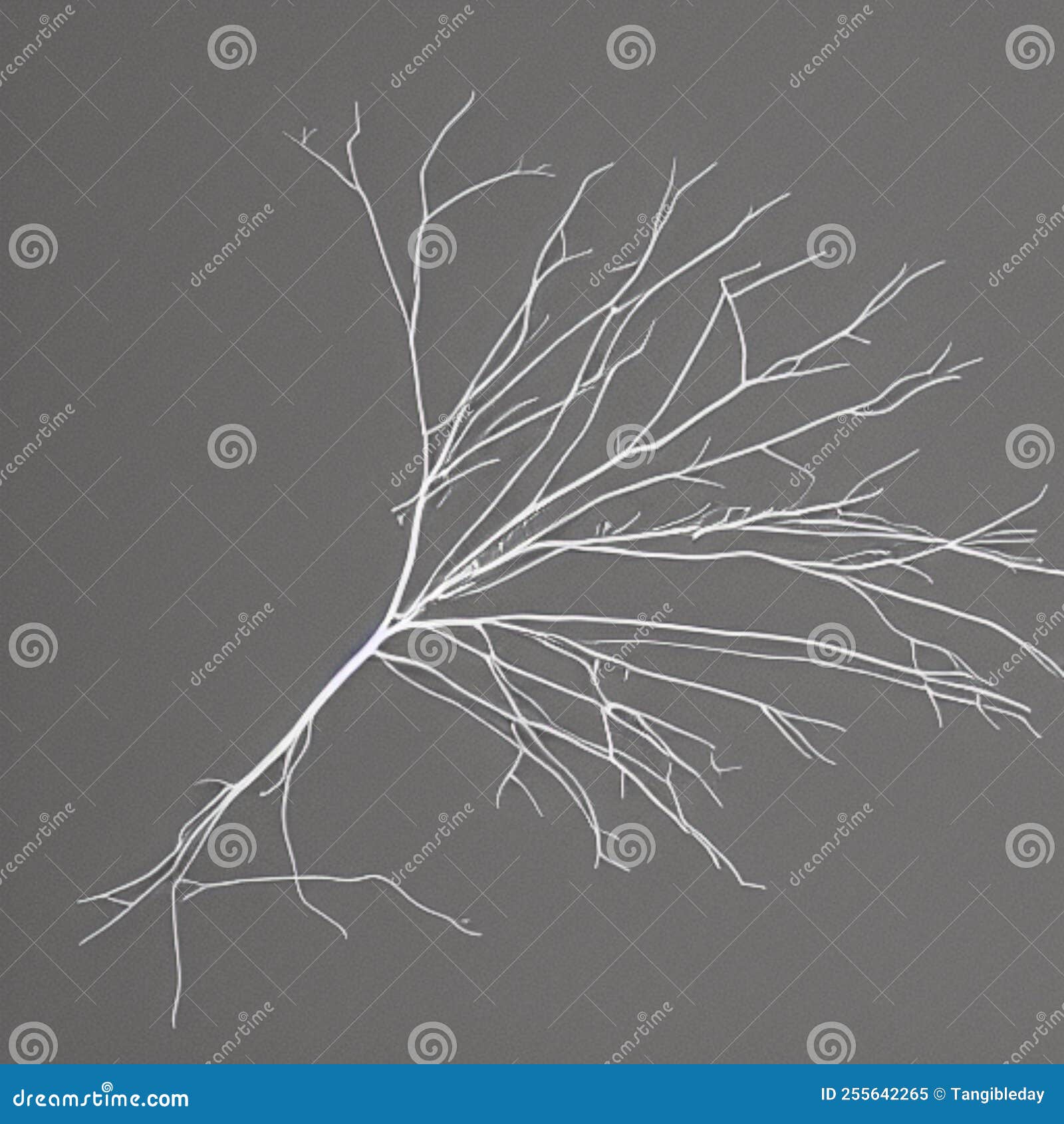 Neuron Bipolar Anatomy . Infographic Vector Illustration ...