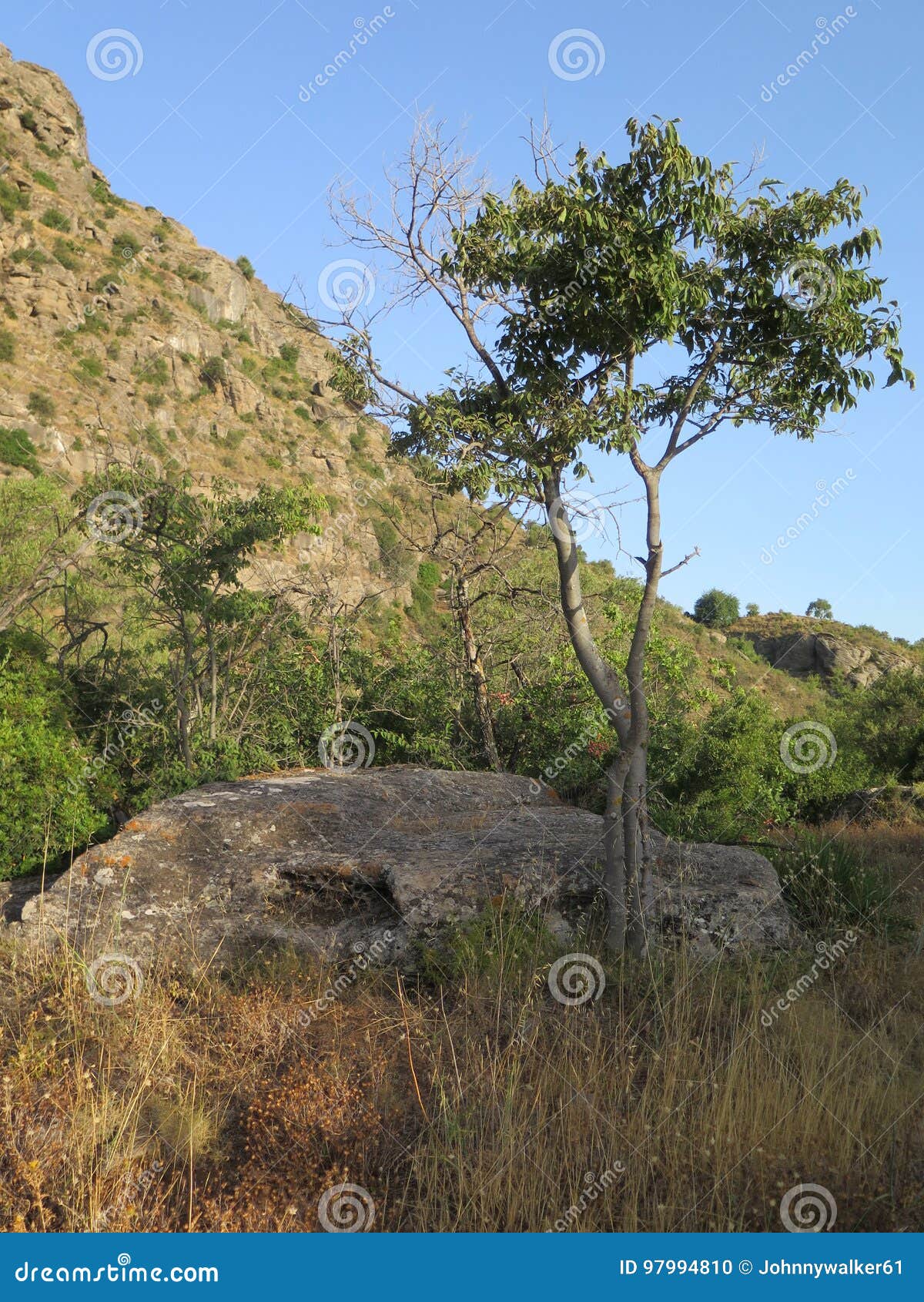 Spindly Tree and Low Rock on Andalusian Hillside Stock Photo - Image of ...