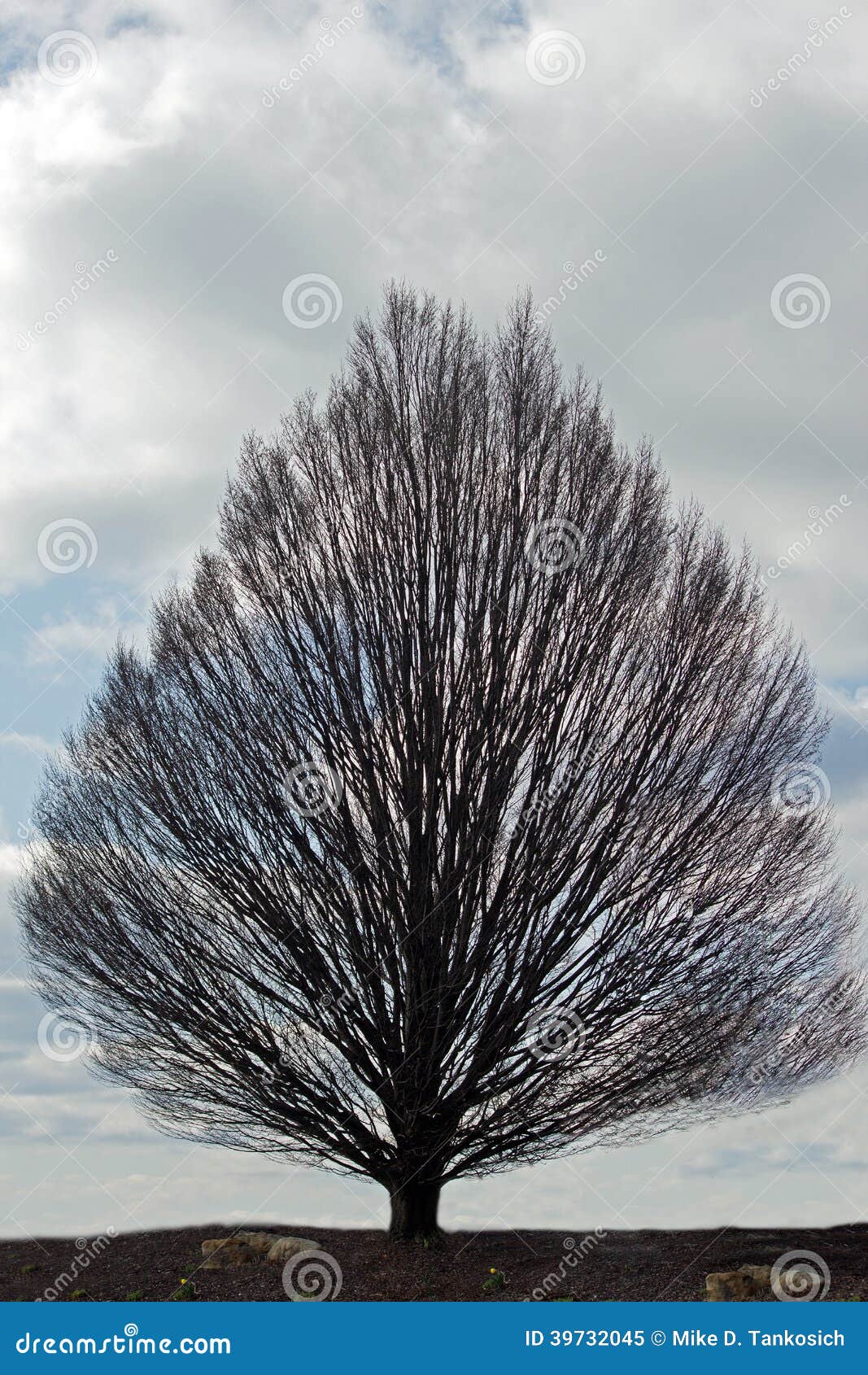 Spindly Tree and Sky stock image. Image of fear, shaped - 39732045