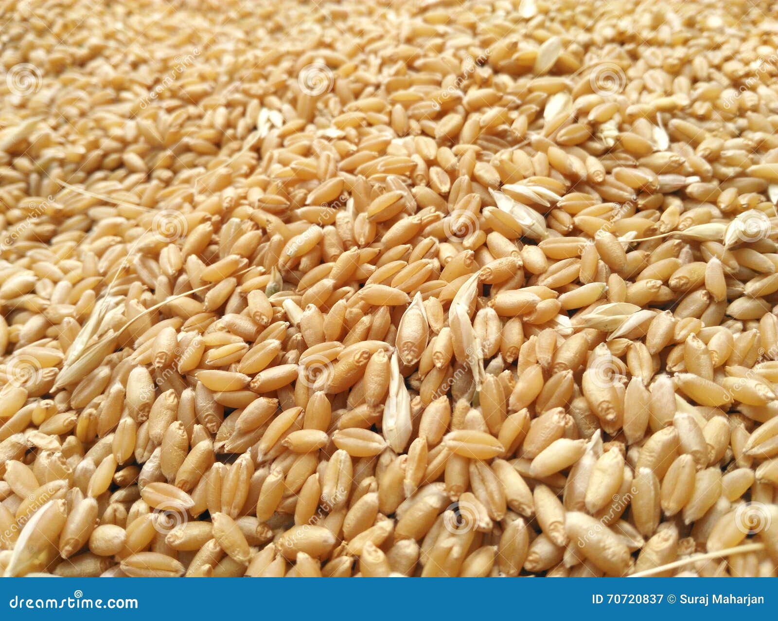 Spindly wheat spread stock image. Image of background - 70720837