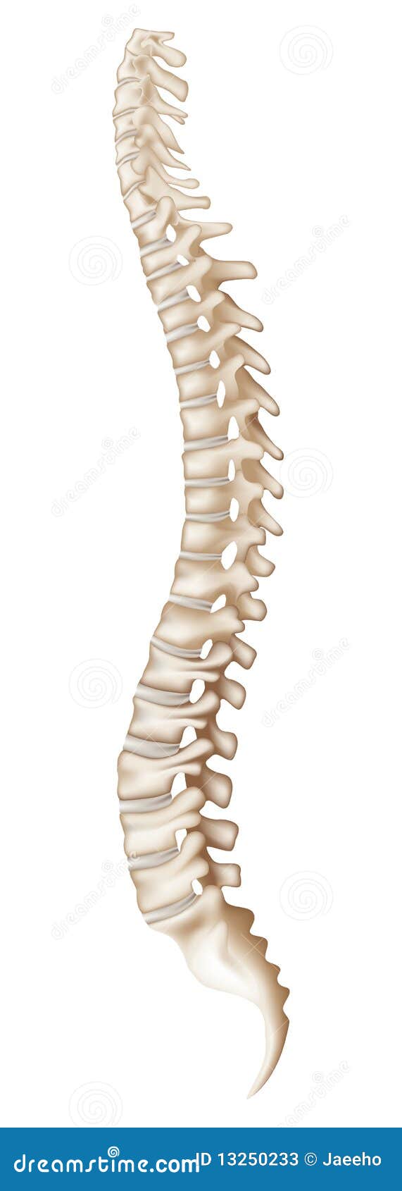 Spine stock vector. Illustration of anatomy, spinal, medicine - 13250233