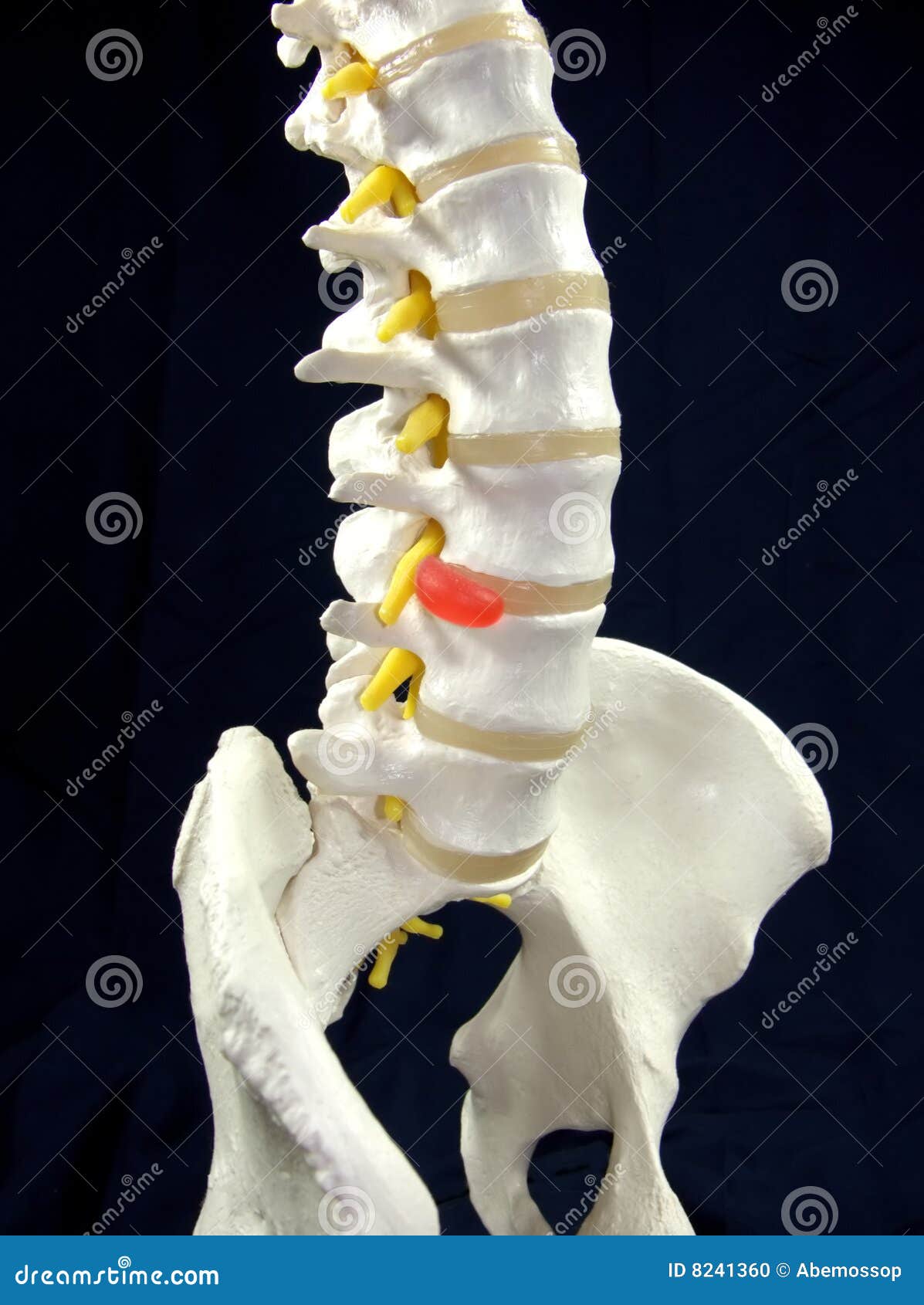 Spine stock photo. Image of anatomy, training, skeleton - 8241360