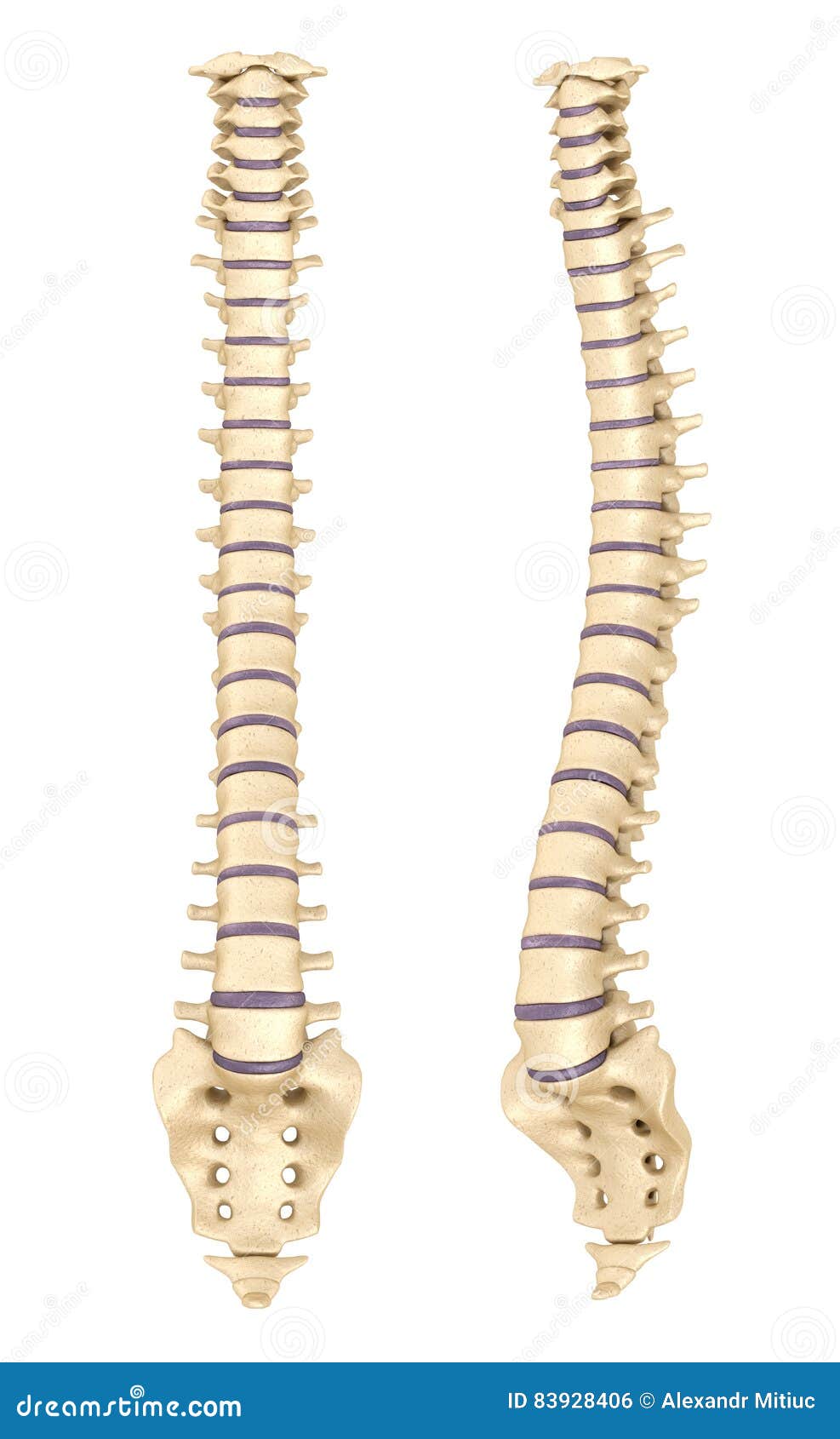 Spine anatomy , 3d render stock illustration. Illustration of disc ...