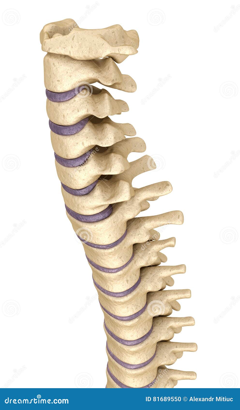 Spine Anatomy Over White Background Stock Illustration - Illustration ...
