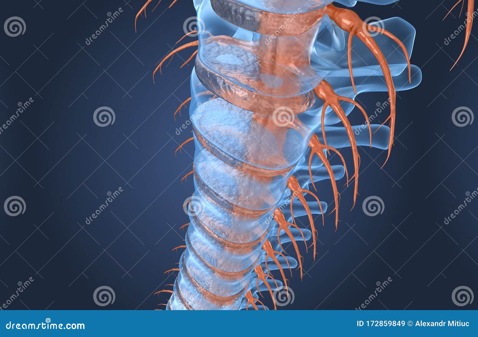 Spine Anatomy X-ray Macro View Stock Illustration - Illustration of ...