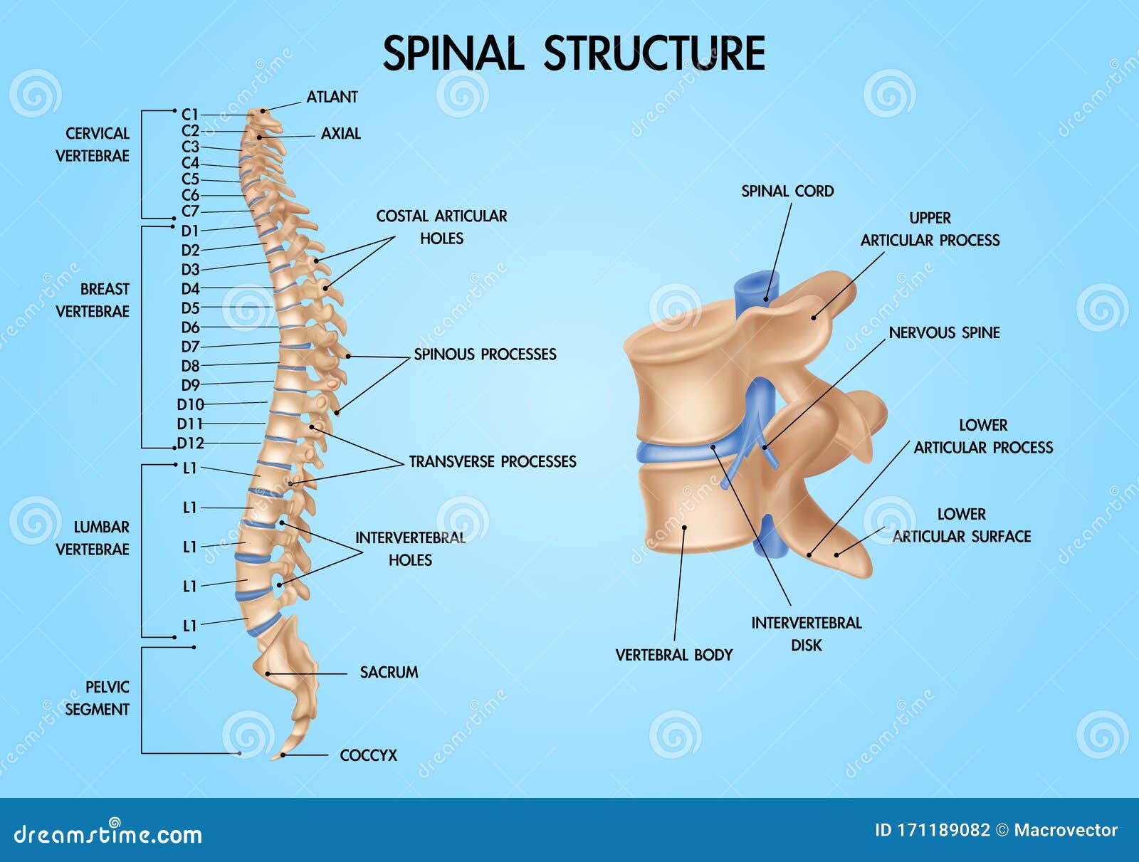 Spine Anatomy Realistic Chart Stock Vector - Illustration of object ... Spine Anatomy Realistic Chart Stock Vector - Illustration of object ...
