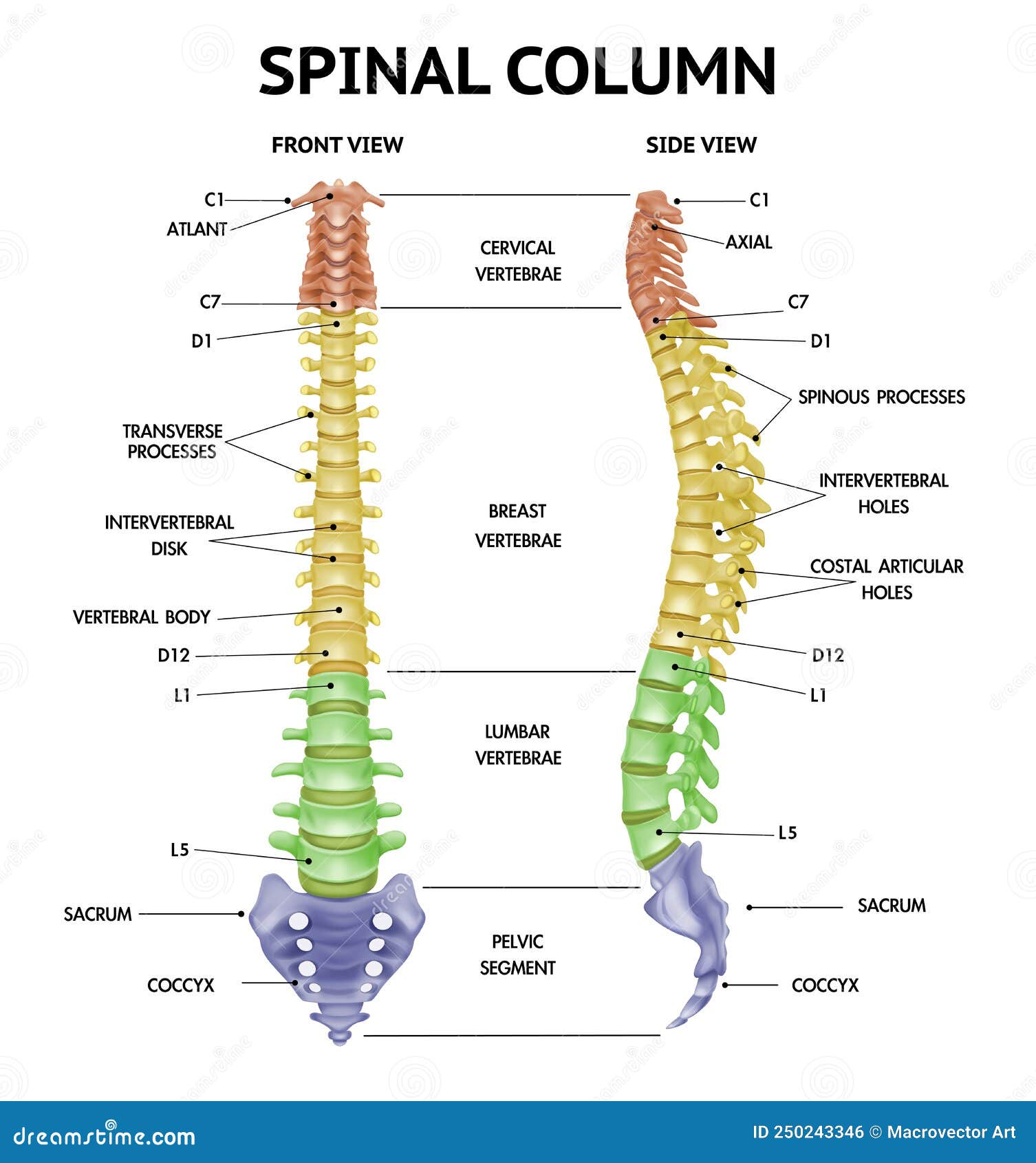 Spine Anatomy Realistic Chart Stock Vector - Illustration of anatomical ... Spine Anatomy Realistic Chart Stock Vector - Illustration of anatomical ...