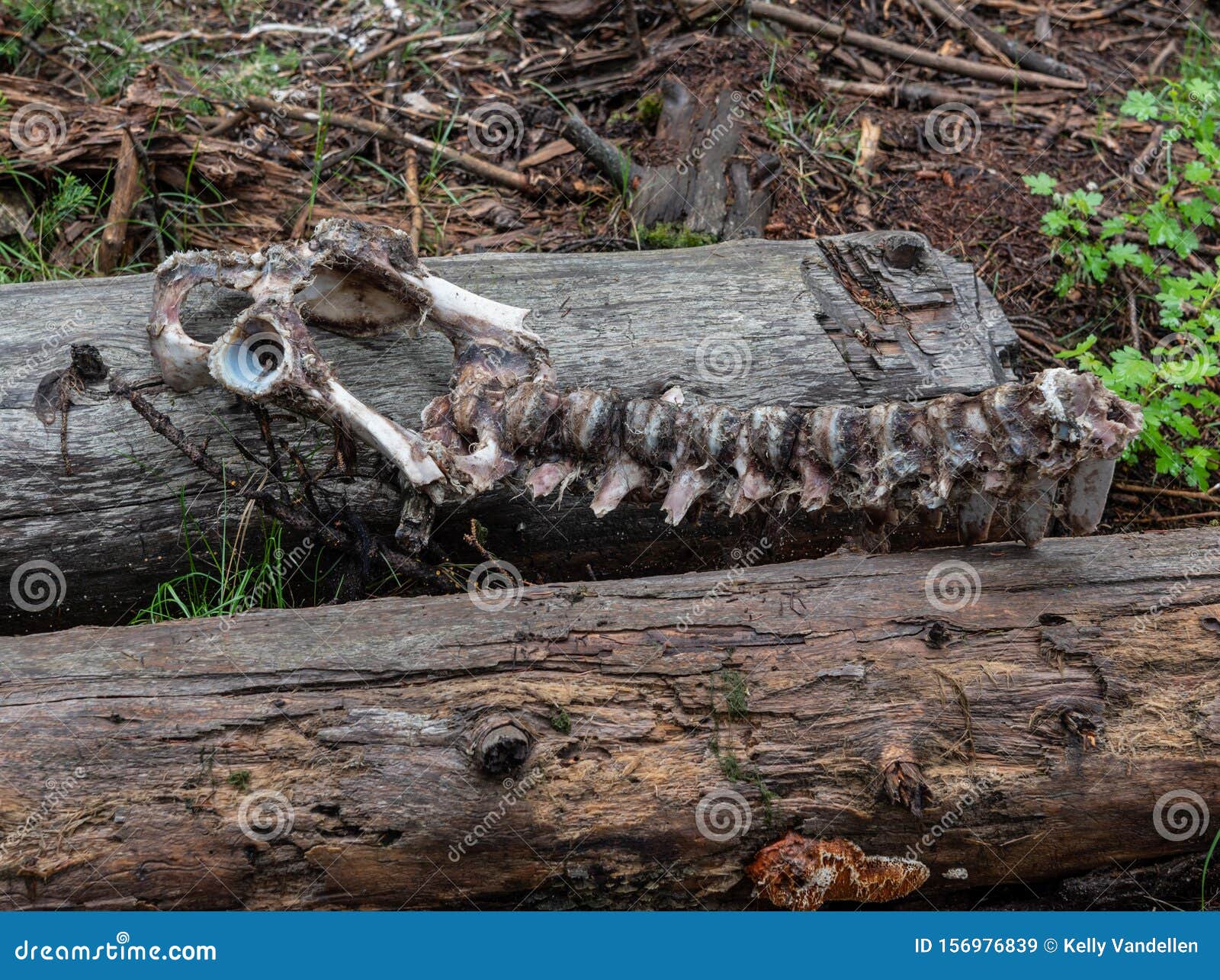 Spine of Bison Carcass on Ground Stock Image - Image of decomposing ...