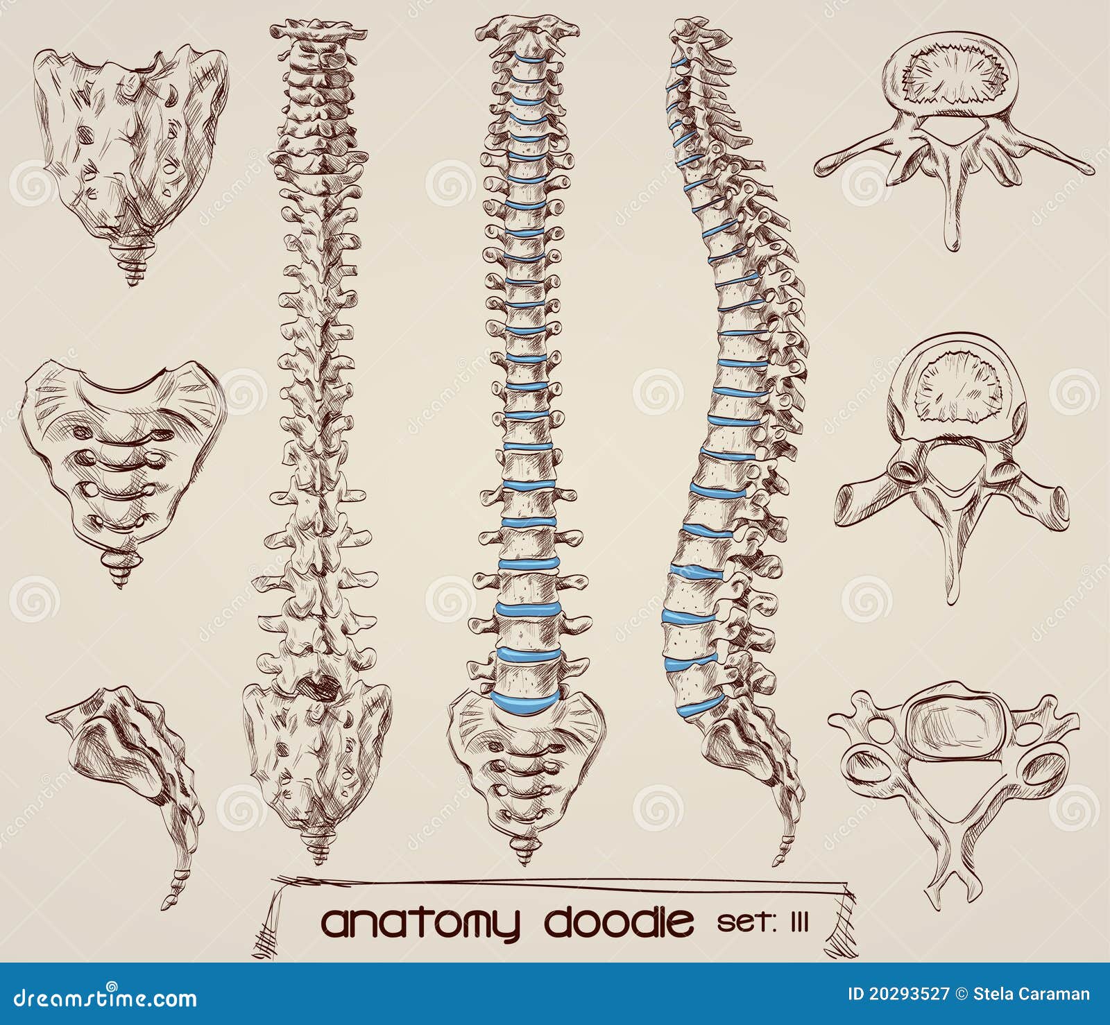 Spine and bone drawings stock vector. Illustration of spinal - 20293527