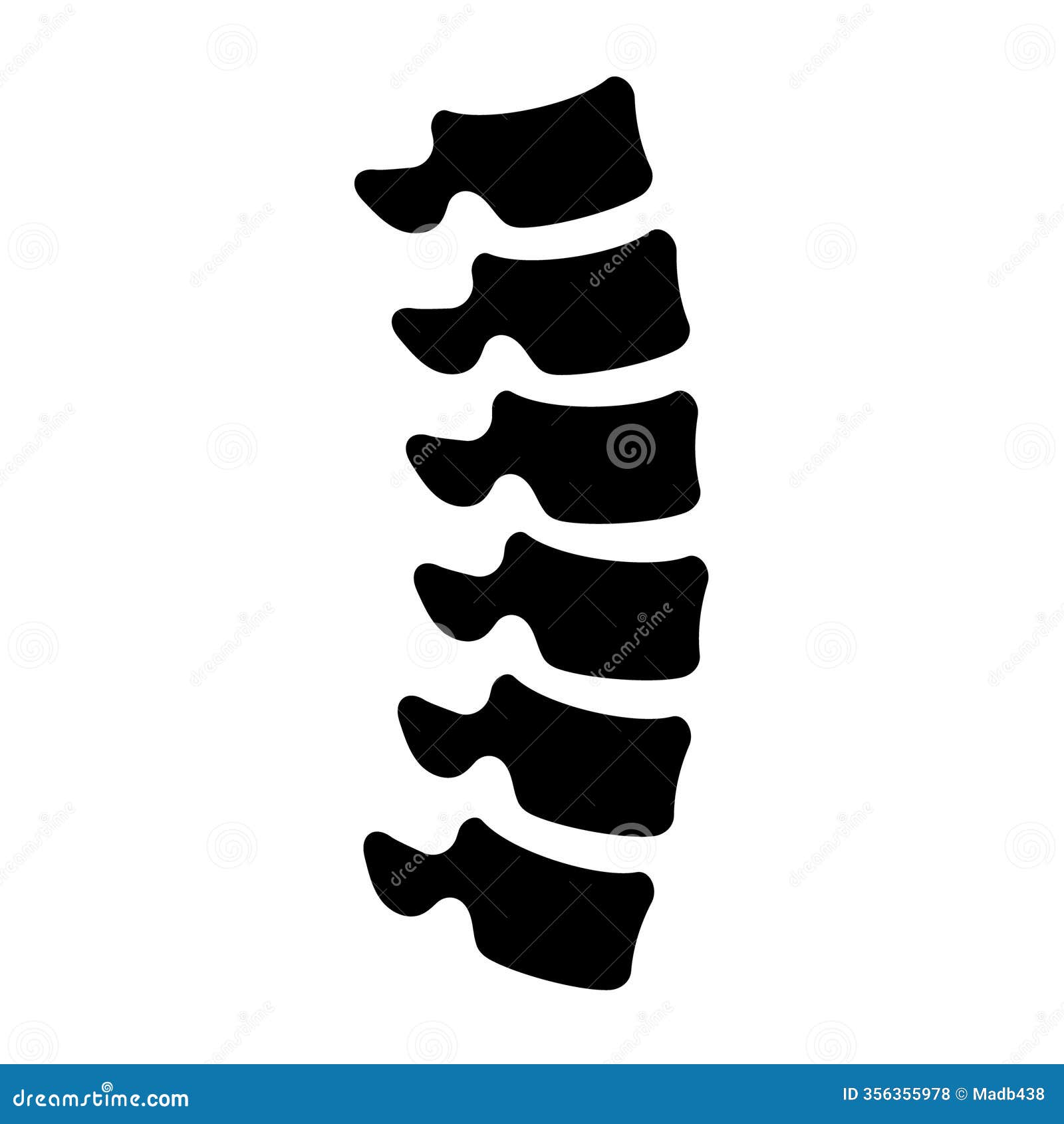 Spine Bones And Structure. Medicine And Anatomy. Anatomical Structure ...