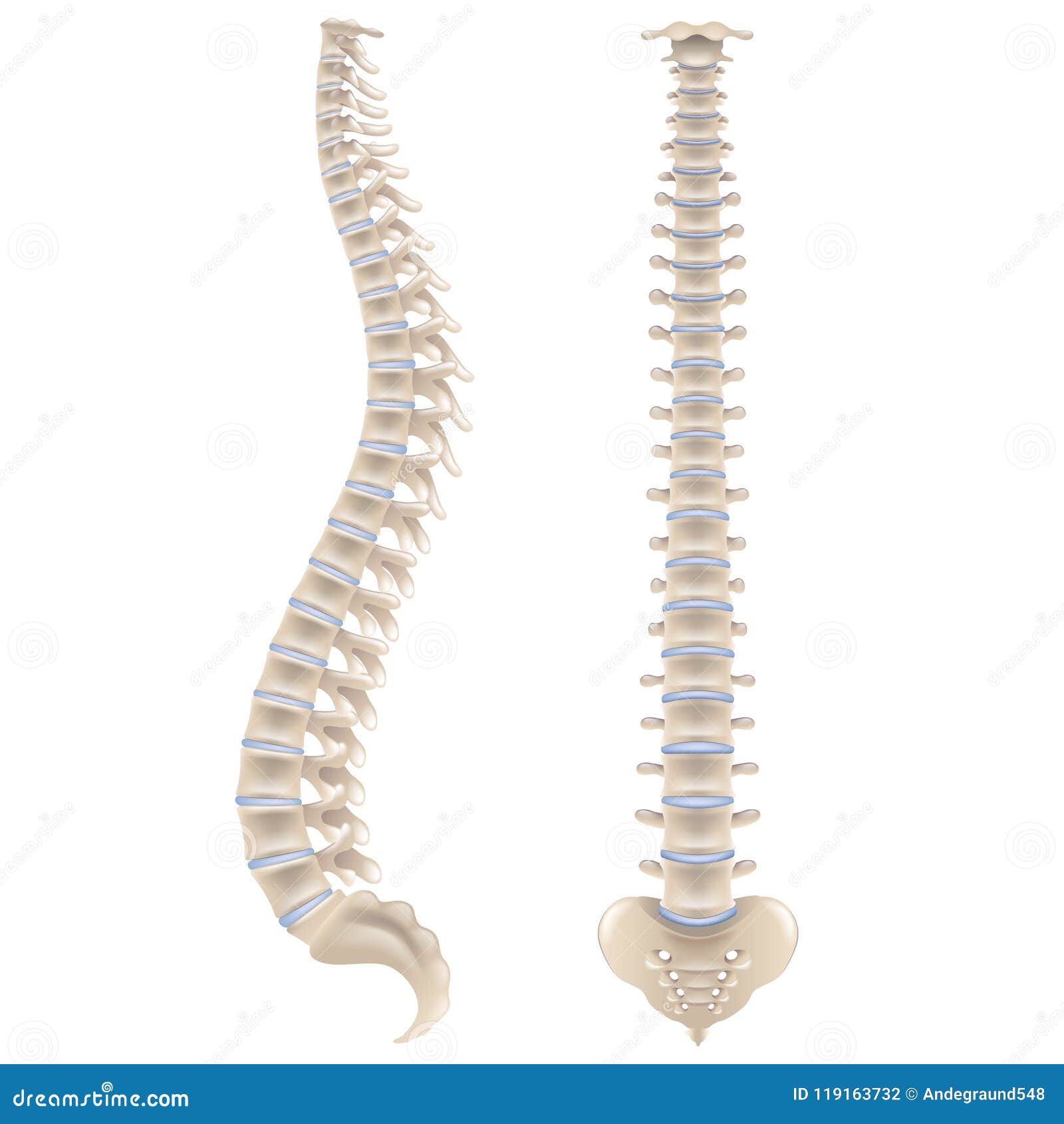 Spine Bones Isolated on White Vector Stock Vector - Illustration of ...