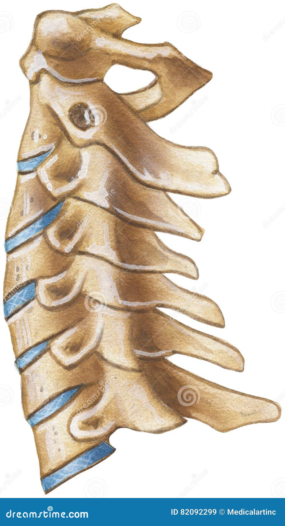 Spine - Cervical Region - Lateral View Stock Illustration ...