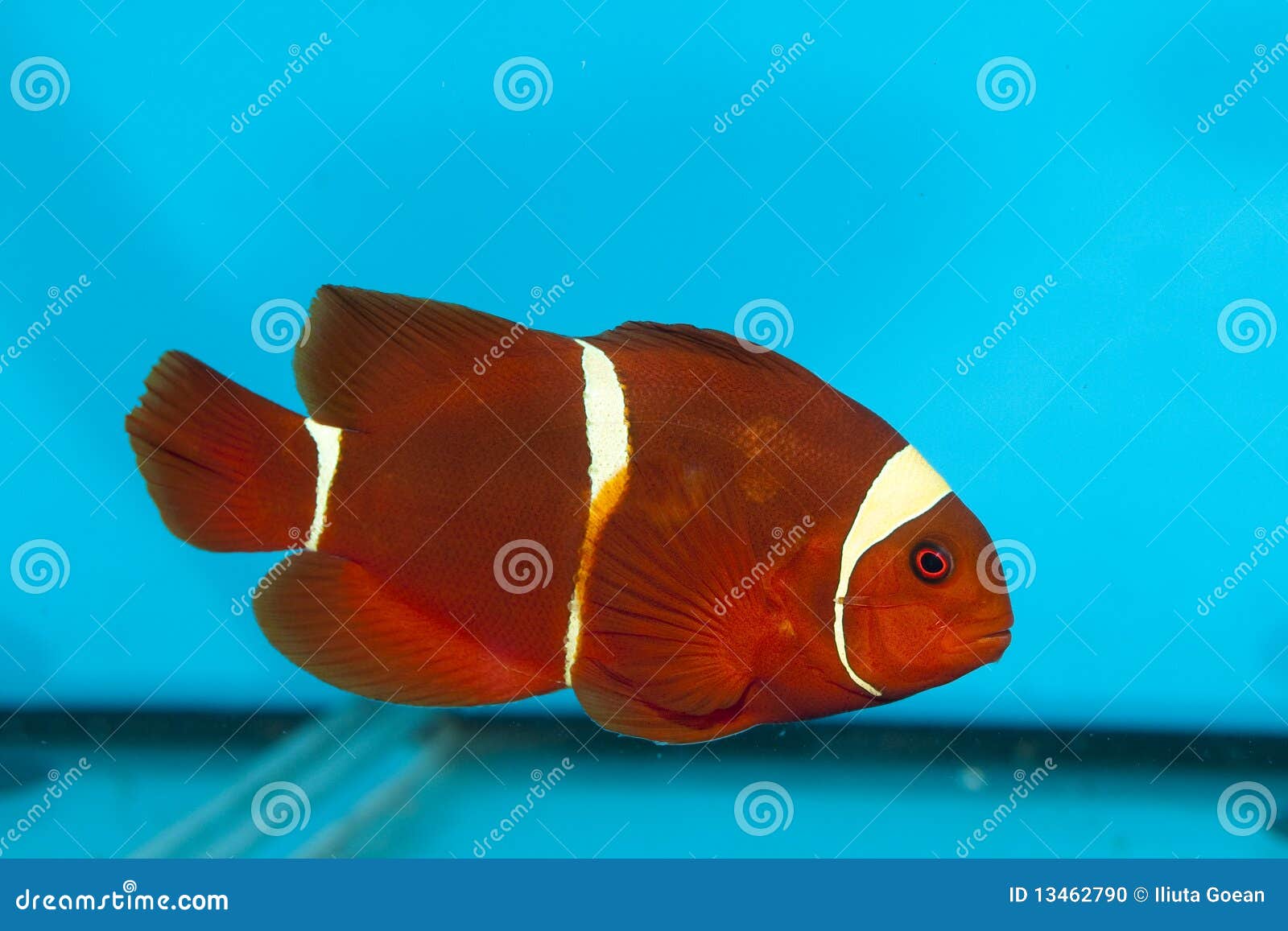 Spine-cheeked Anemonefish Premnas Biaculeatus, Also Known As The Maroon ...