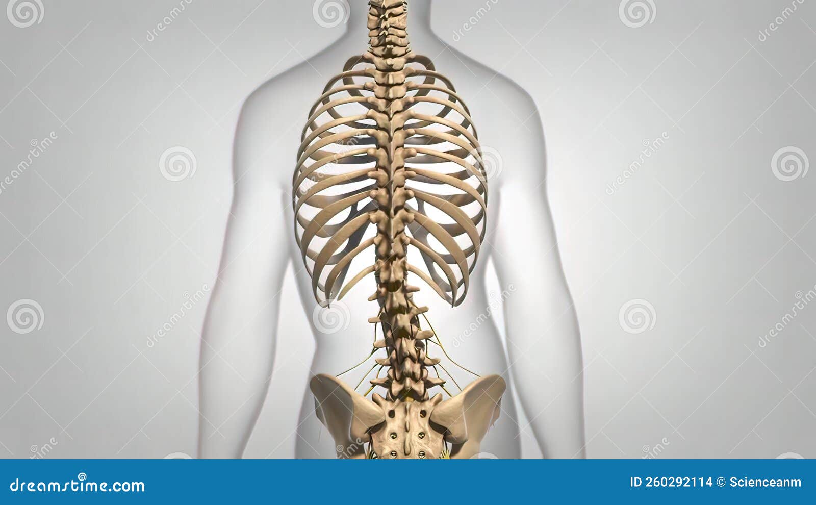 Spine Curvature Disorders Lordosis Kyphosis Scoliosis Stock