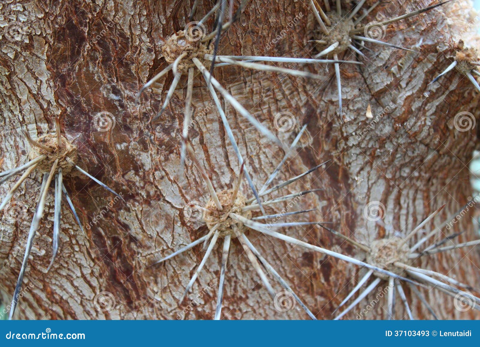 Spine del cactus immagine stock. Immagine di isolato - 37103493