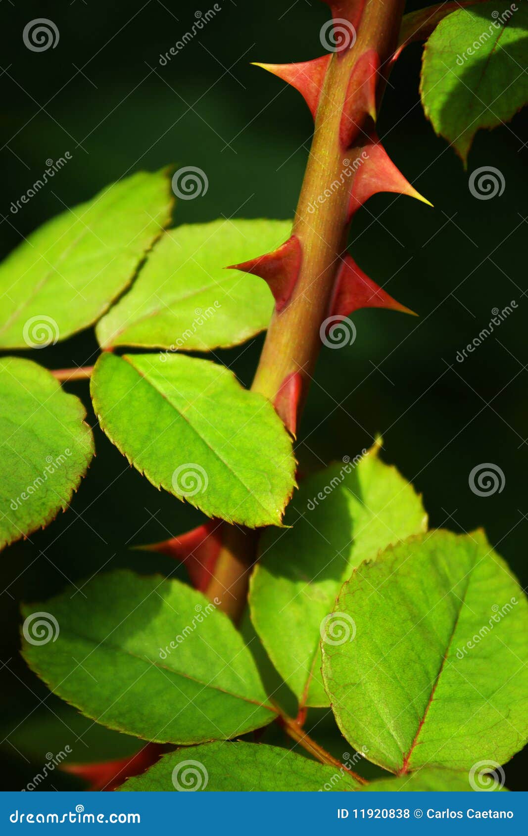 Spine della Rosa fotografia stock. Immagine di fioritura - 11920838