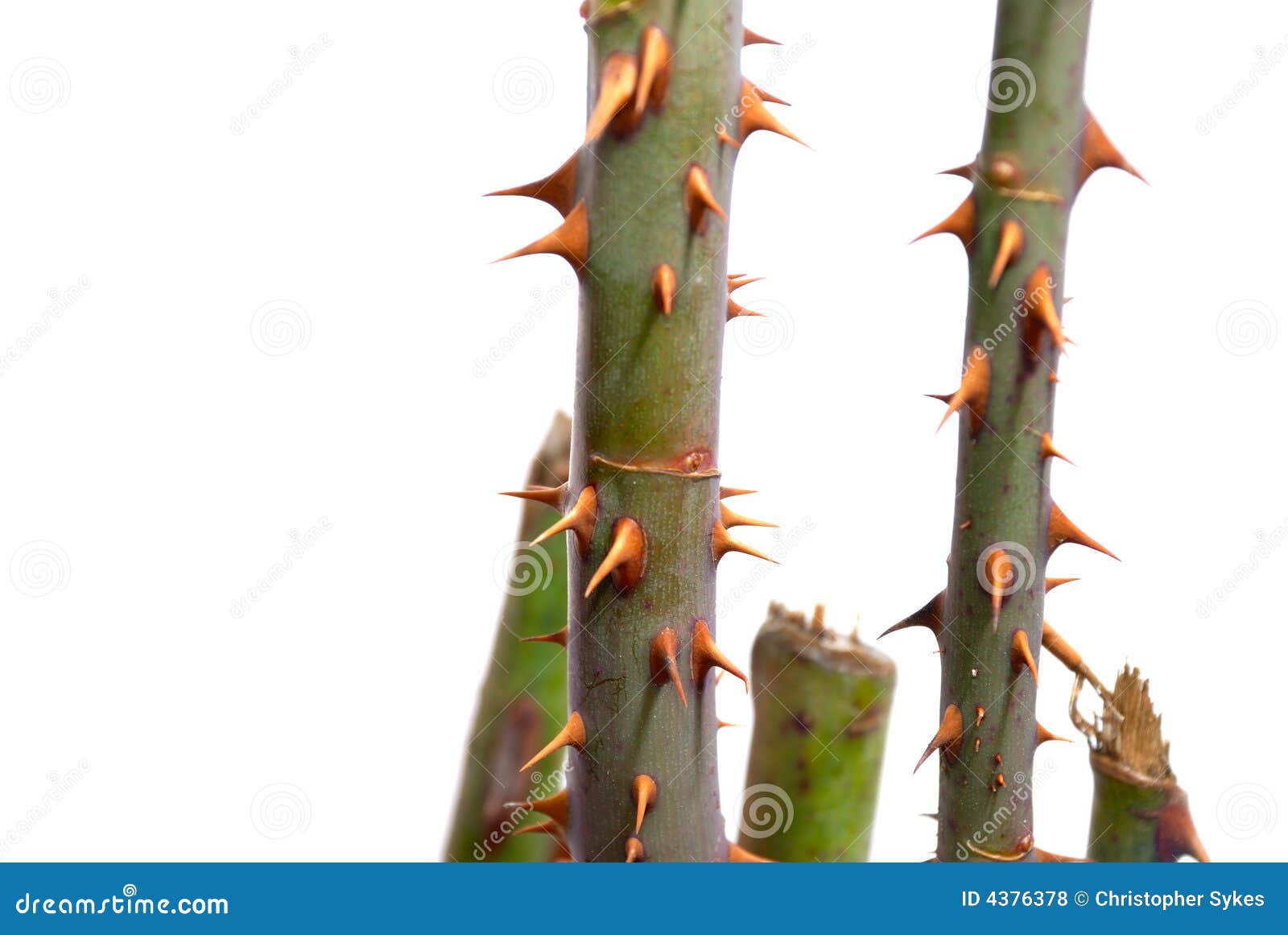 Spine della Rosa fotografia stock. Immagine di isolato - 4376378