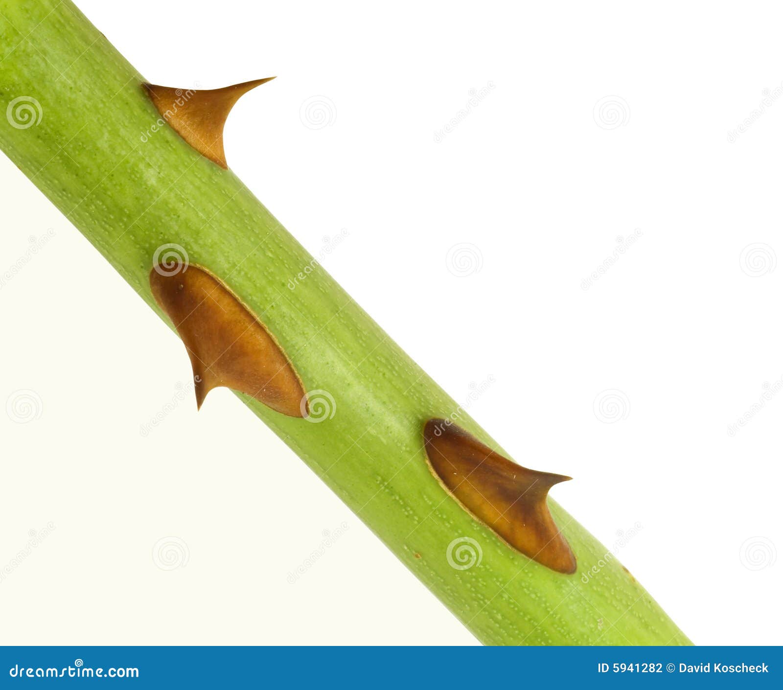 Spine della Rosa fotografia stock. Immagine di flora, fiore - 5941282