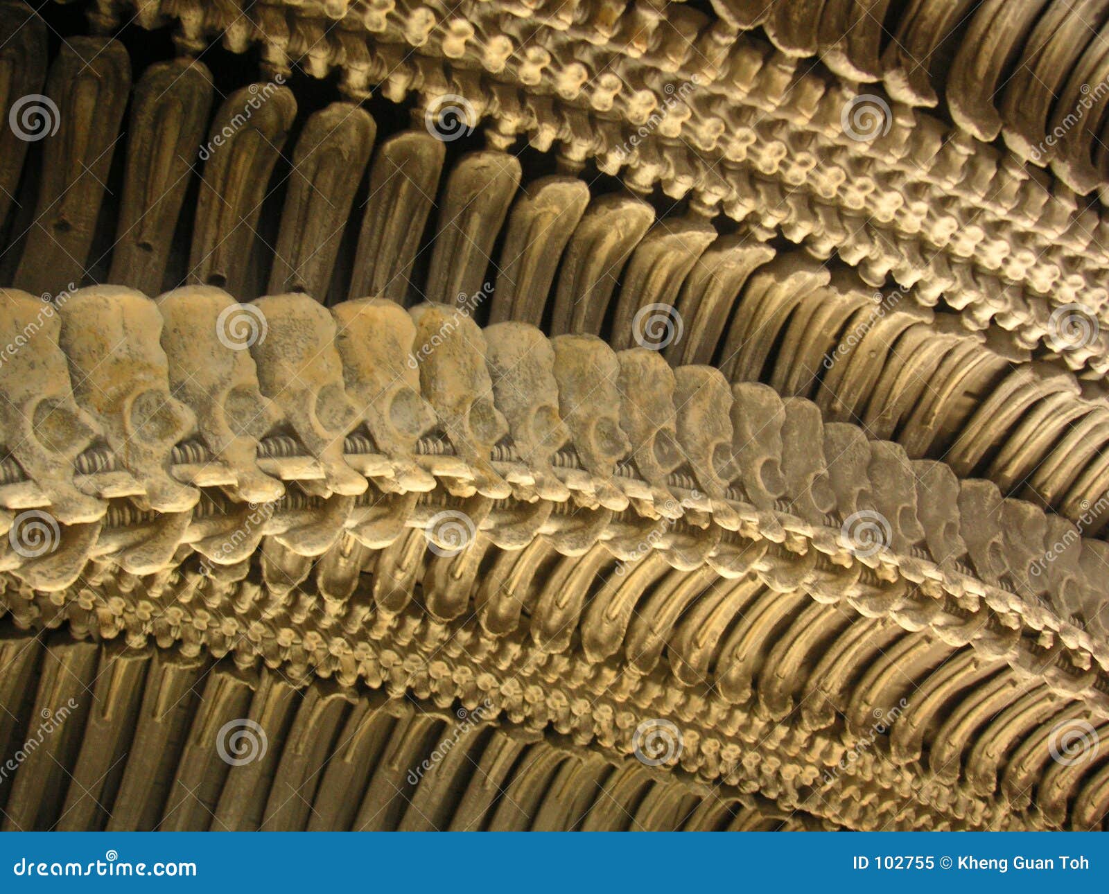 Spine details stock illustration. Illustration of geiger - 102755