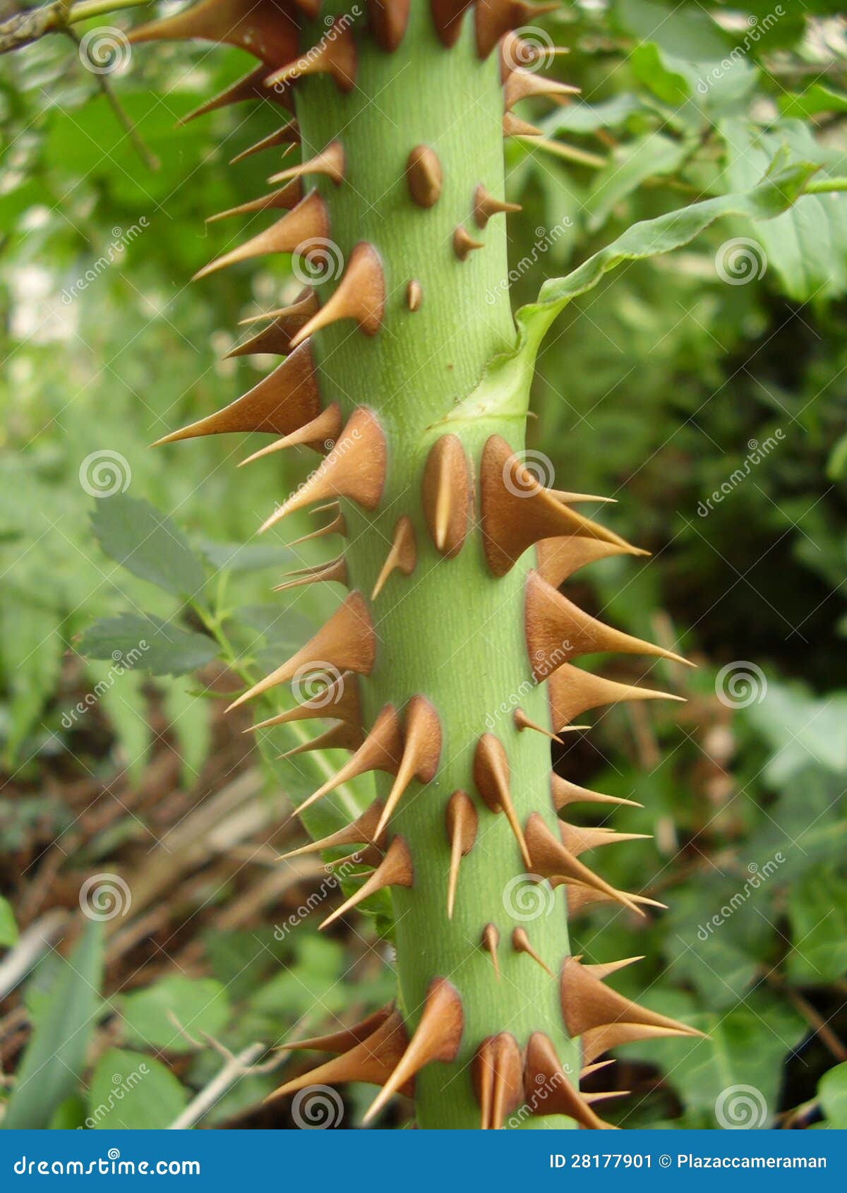 Spine di Rosa immagine stock. Immagine di naughty, foglio - 28177901