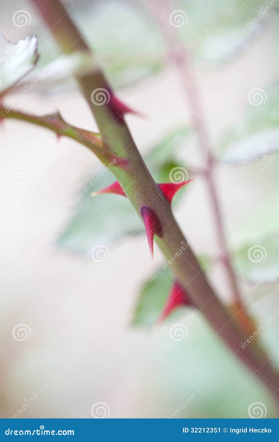 Spine di Rosa immagine stock. Immagine di spina, chiusura - 32212351