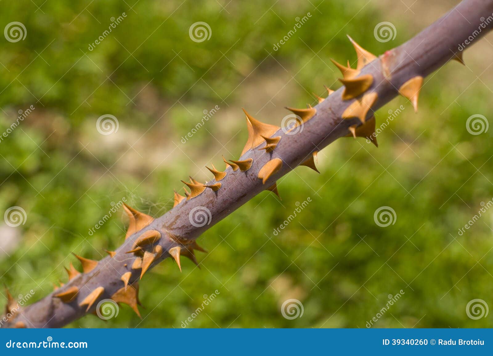 Spine di Rosa fotografia stock. Immagine di spine, erba - 39340260