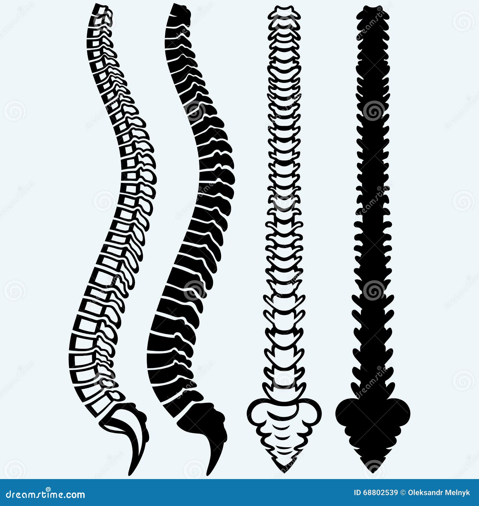 Spine Clipart Vector