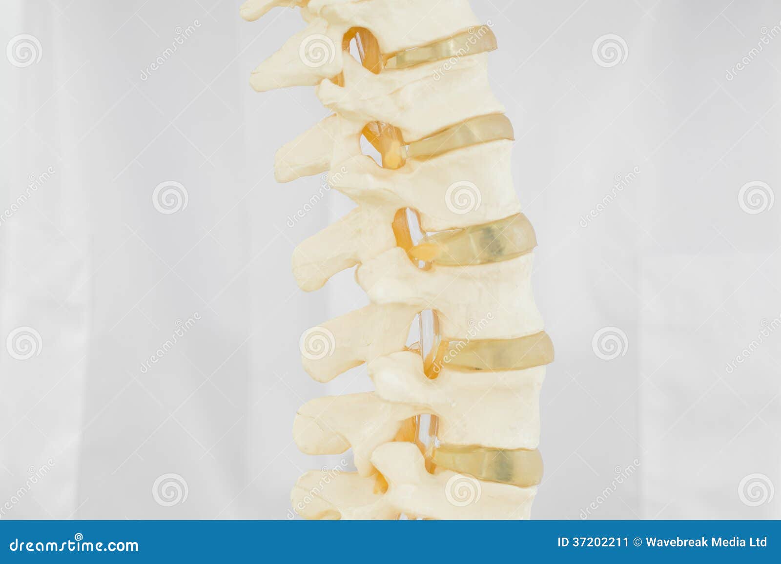 Spine Isolated Over White Background Stock Image - Image of anatomy ...