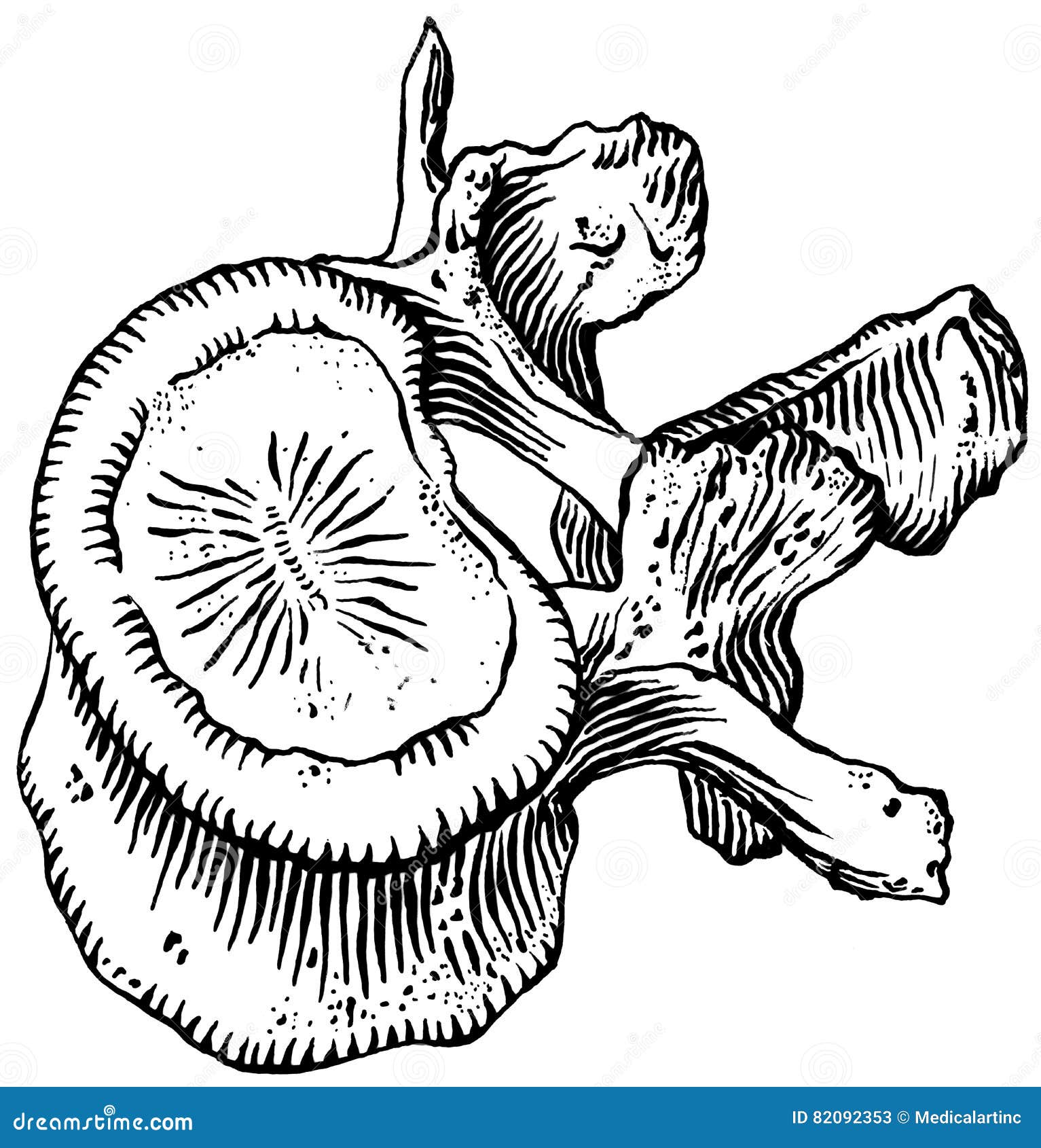 Spine - Lumbar Vertebra stock illustration. Illustration of articular ...