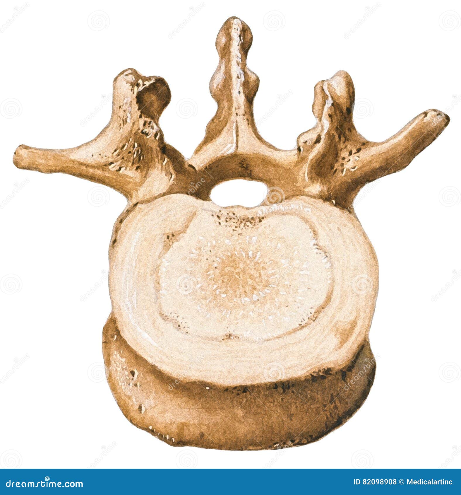 Spine - Lumbar Vertebra stock photo. Image of processinferior - 82098908