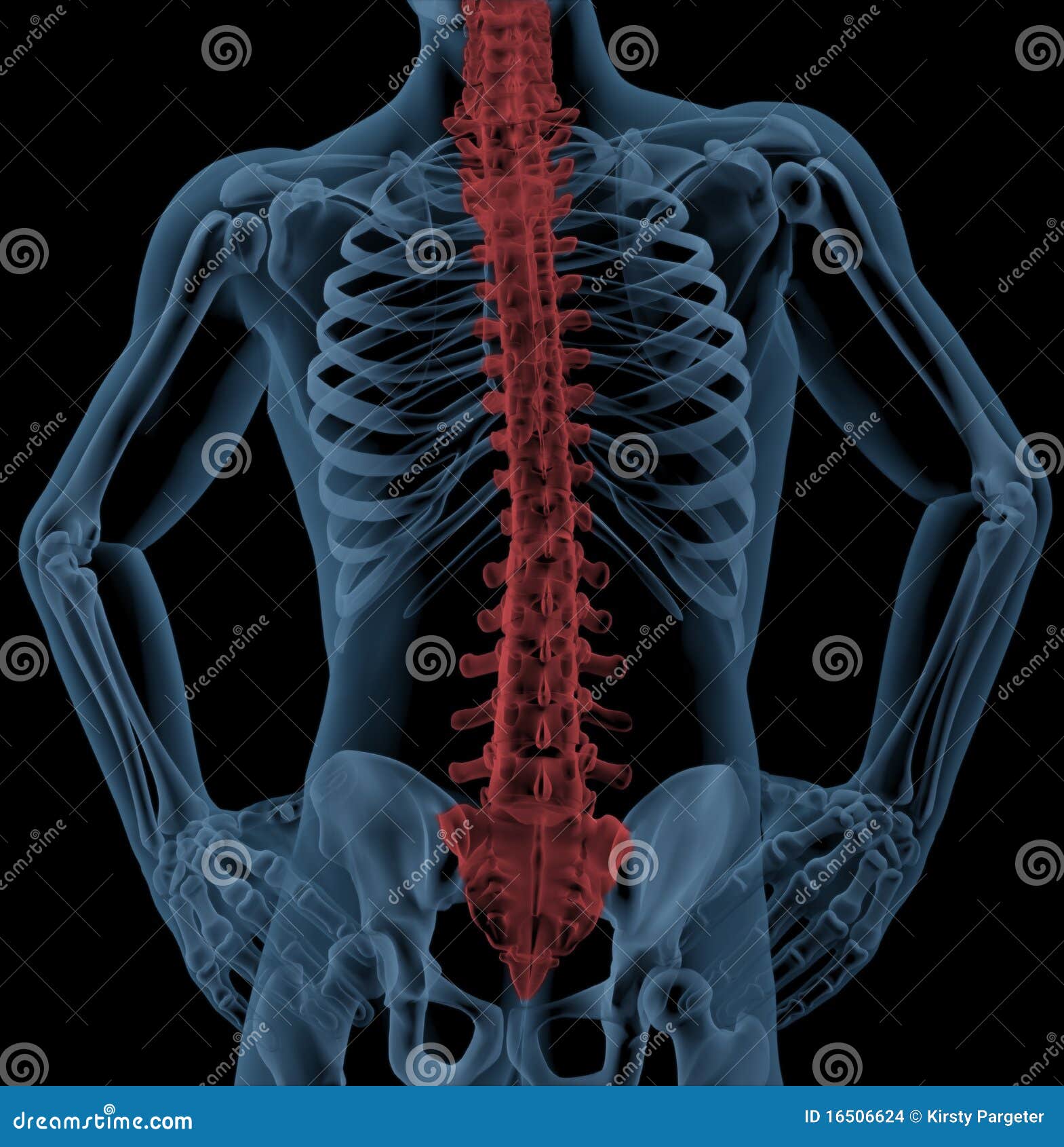 Spine of a Medical Skeleton Stock Illustration - Illustration of ...
