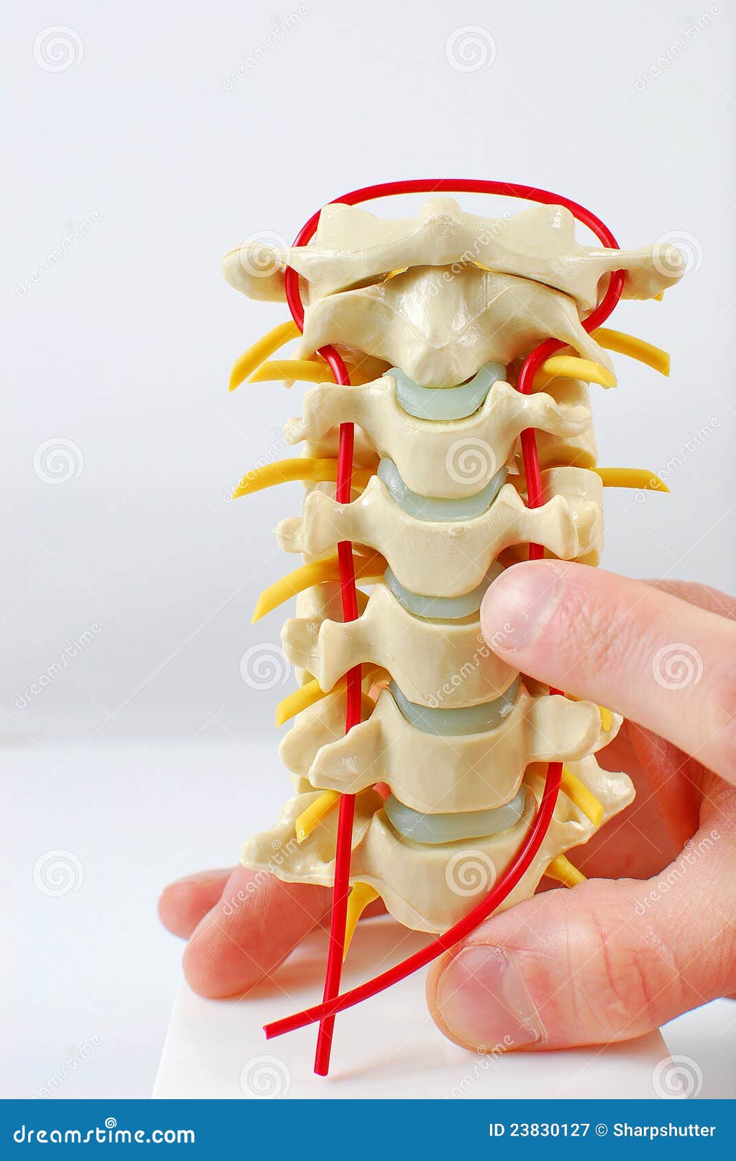 Spine Model Up Close Stock Image | CartoonDealer.com #9384043