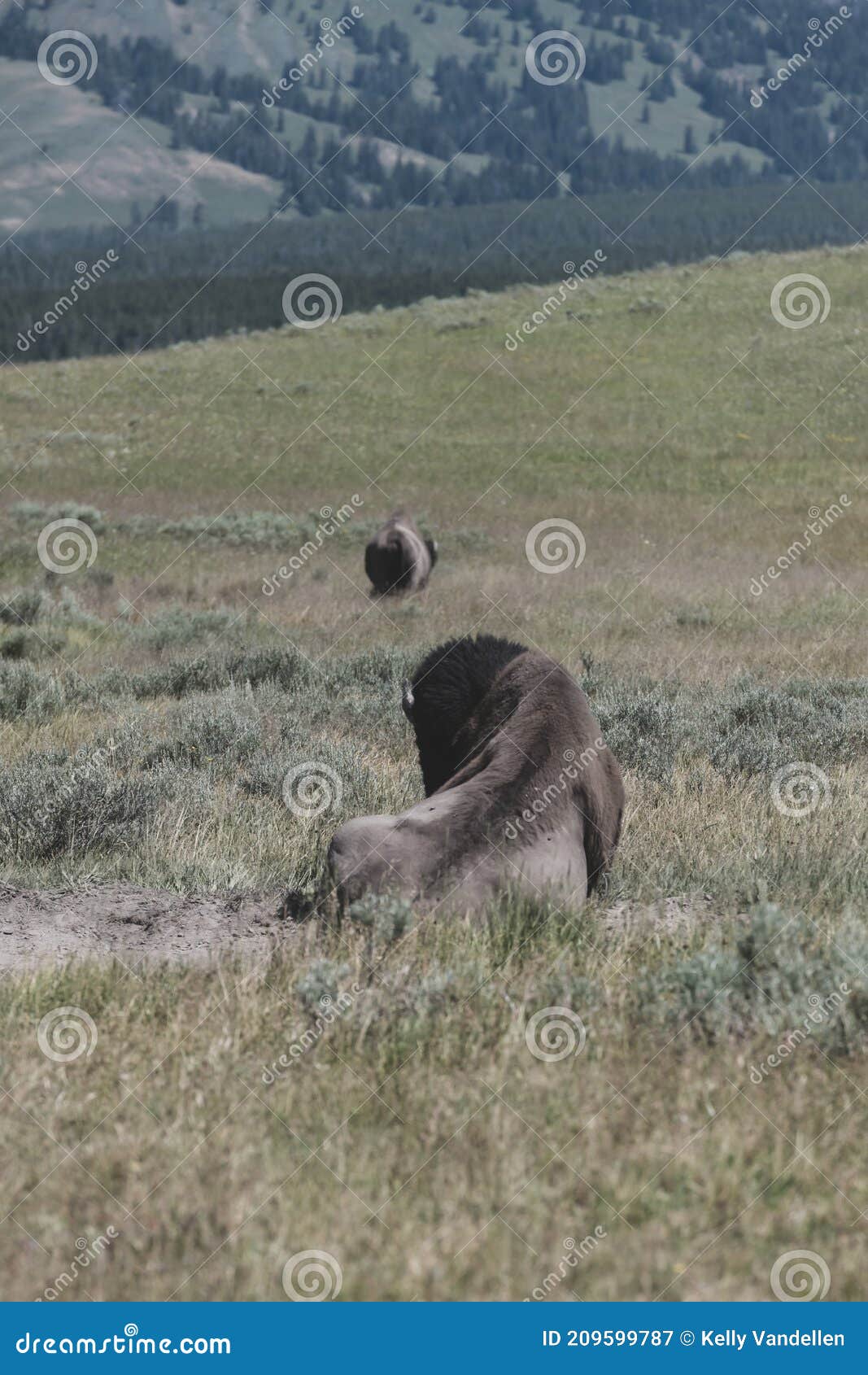 Spine of Sitting Bison Curves Stock Image - Image of buffalo, park ...