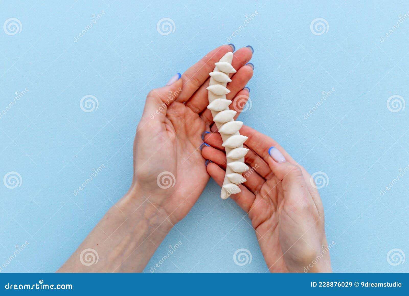 Spine Skeleton Model in Hands. Spinal Diseases Curvature Concept Stock ...