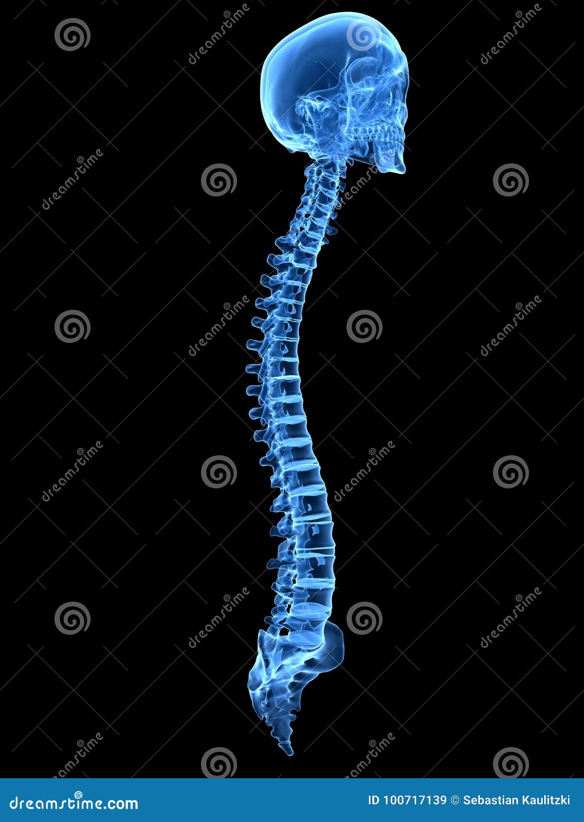 A spine and skull stock illustration. Illustration of lumbar - 100717139
