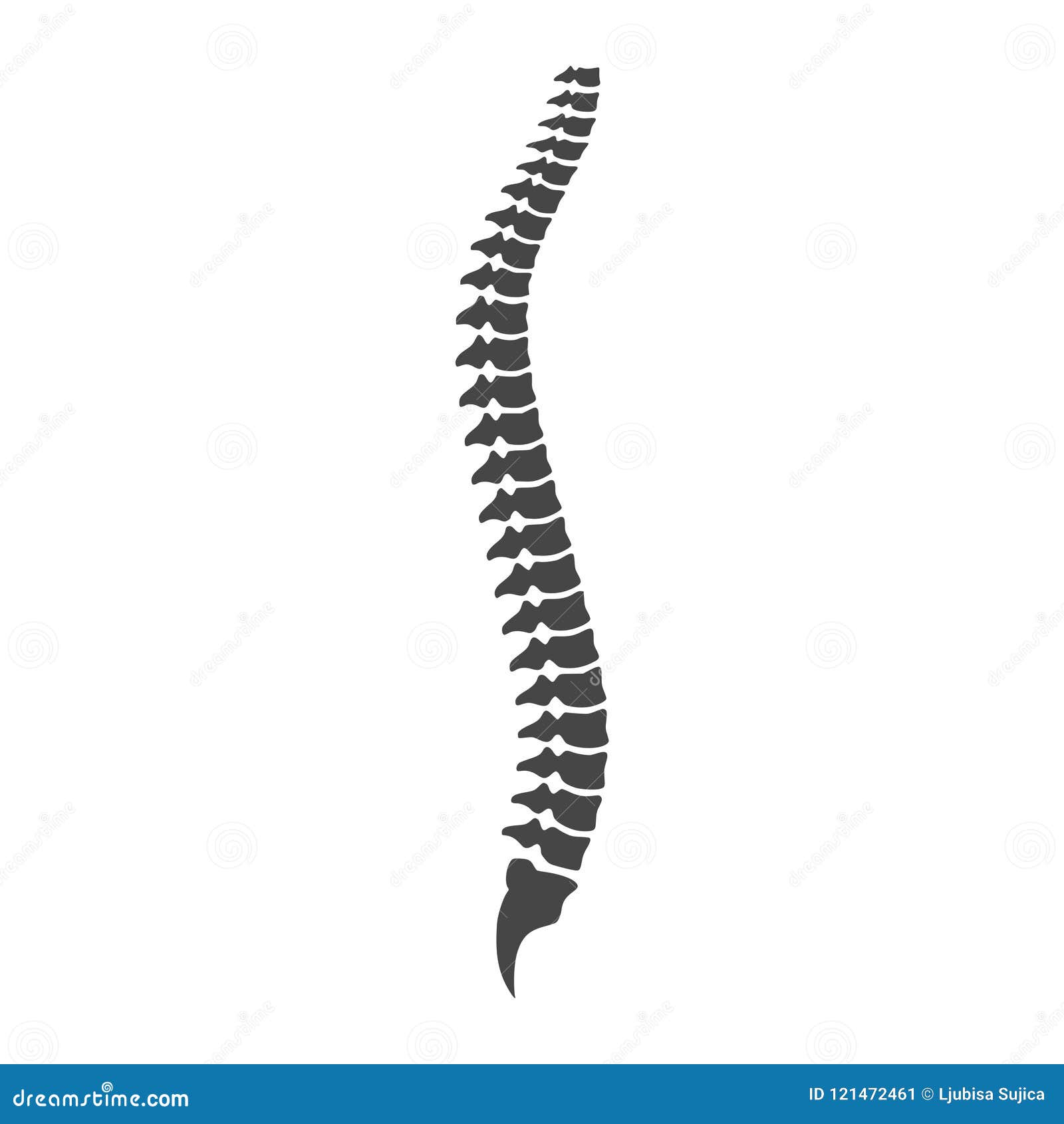 Spine Structure. Front And Side View. Human Skeleton, Medicine. 3d ...