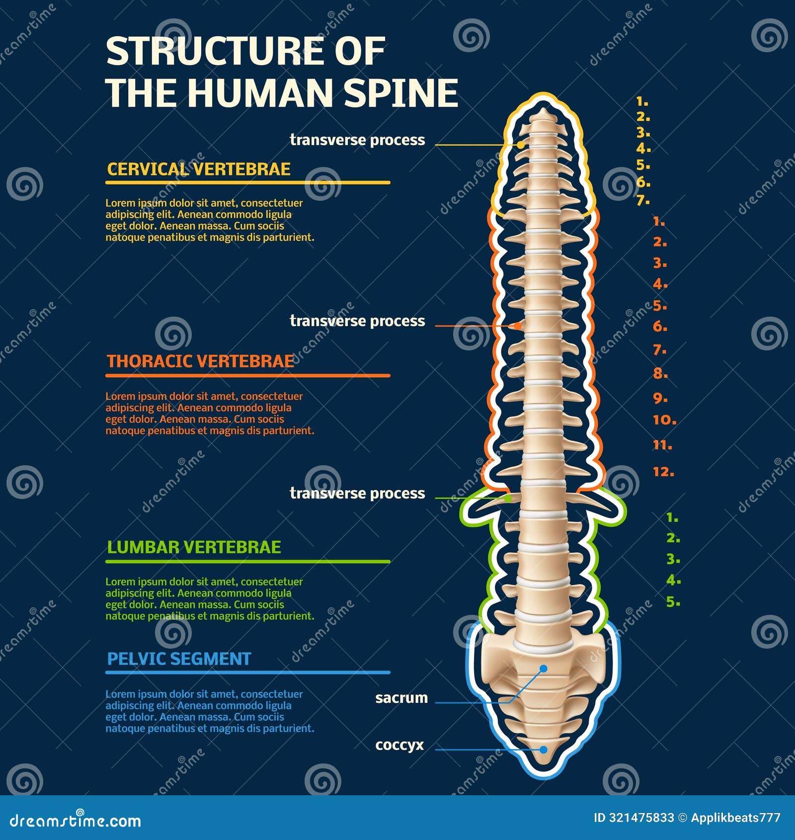 Spine Structure Infographic. Human Vertebral, Specifying All Divisions ...