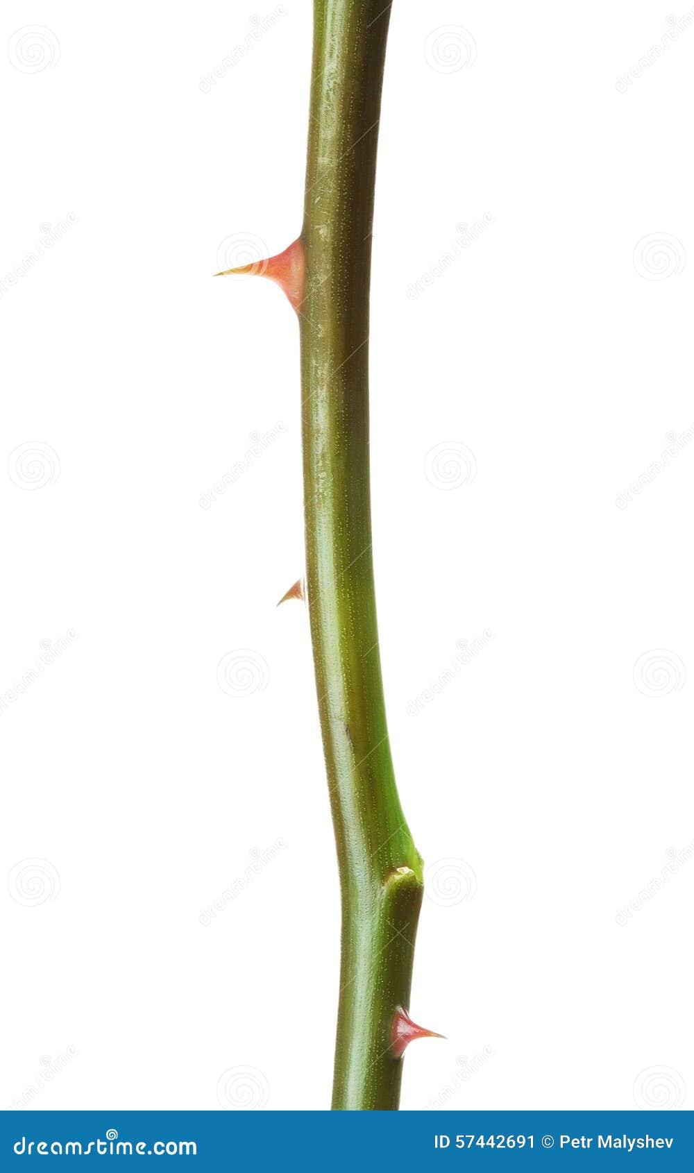 Spine su Rose Stem immagine stock. Immagine di doloroso - 57442691
