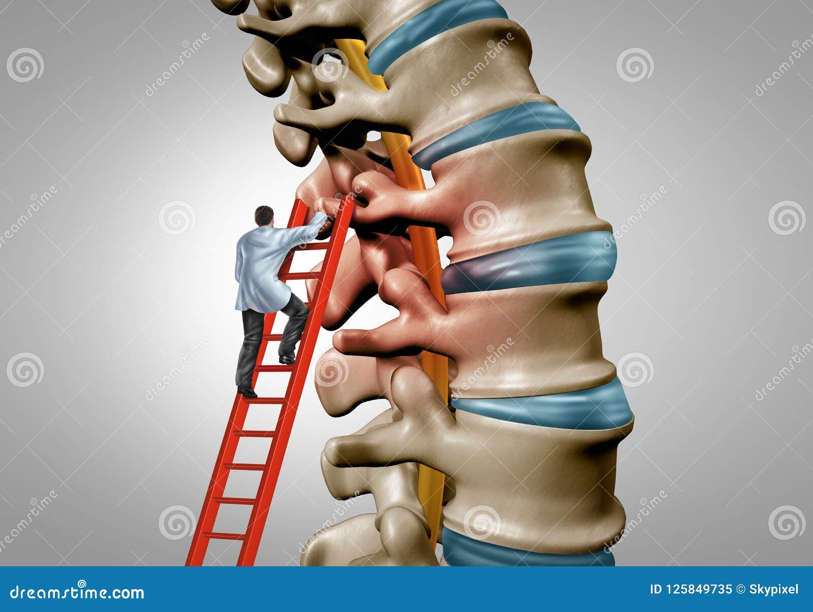 Human Vertebrae Diagram Infographics Vector Illustration ... Human Vertebrae Diagram Infographics Vector Illustration ...