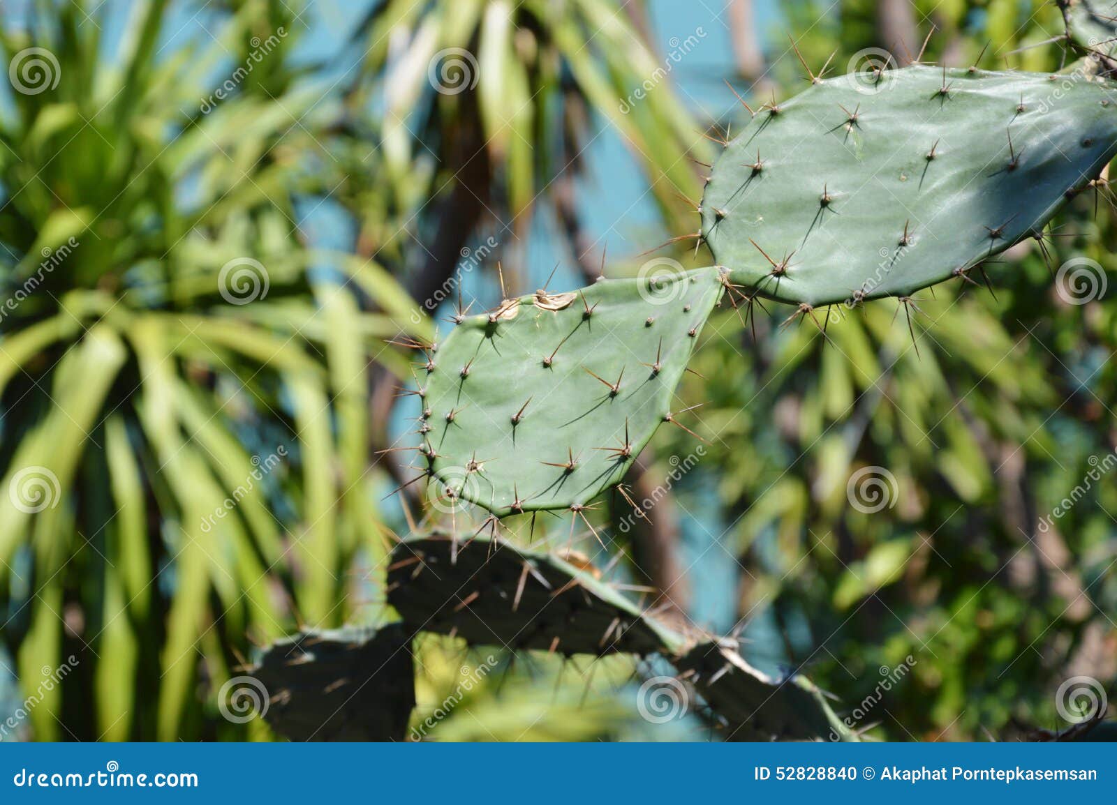 Spine tree on the mountain stock photo. Image of natural - 52828840