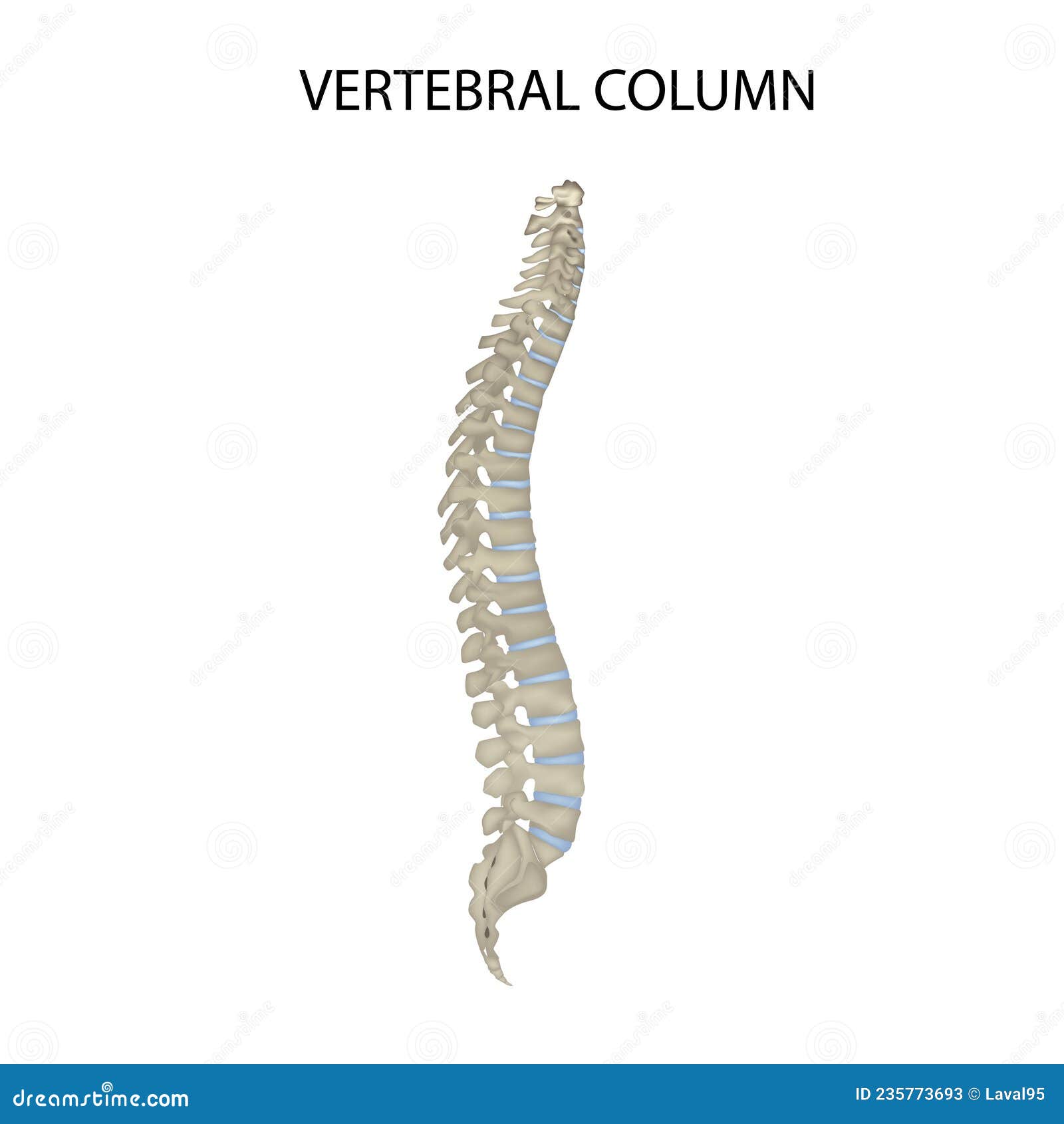 Spine. the Vertebral Column Stock Vector - Illustration of anatomical ...