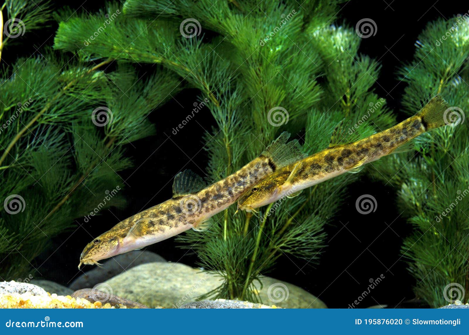 Cobitis Taenia, Weather Spined Loach, Common Freshwater Ornamental Fish ...