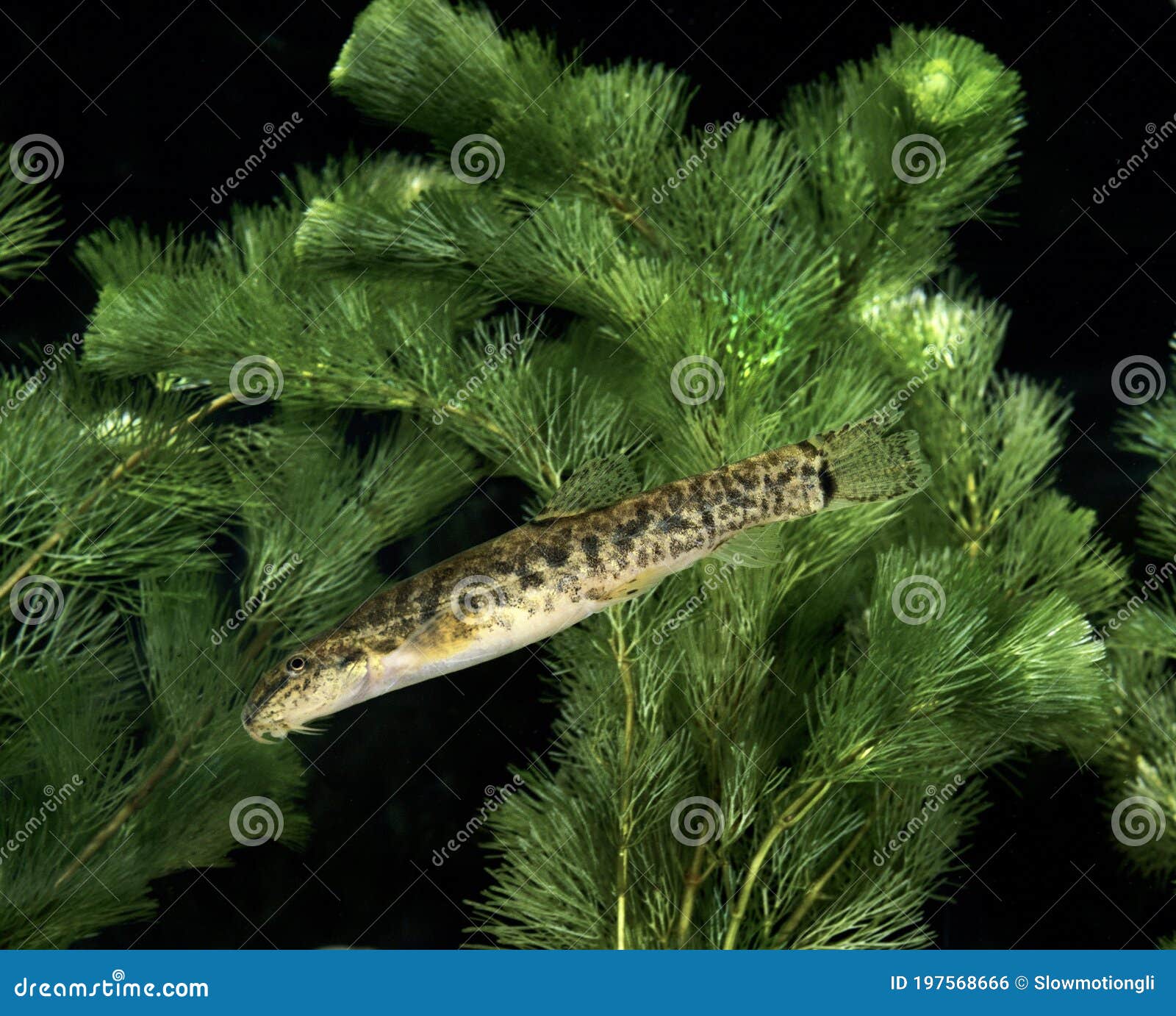 Cobitis Taenia, Weather Spined Loach, Common Freshwater Ornamental Fish ...