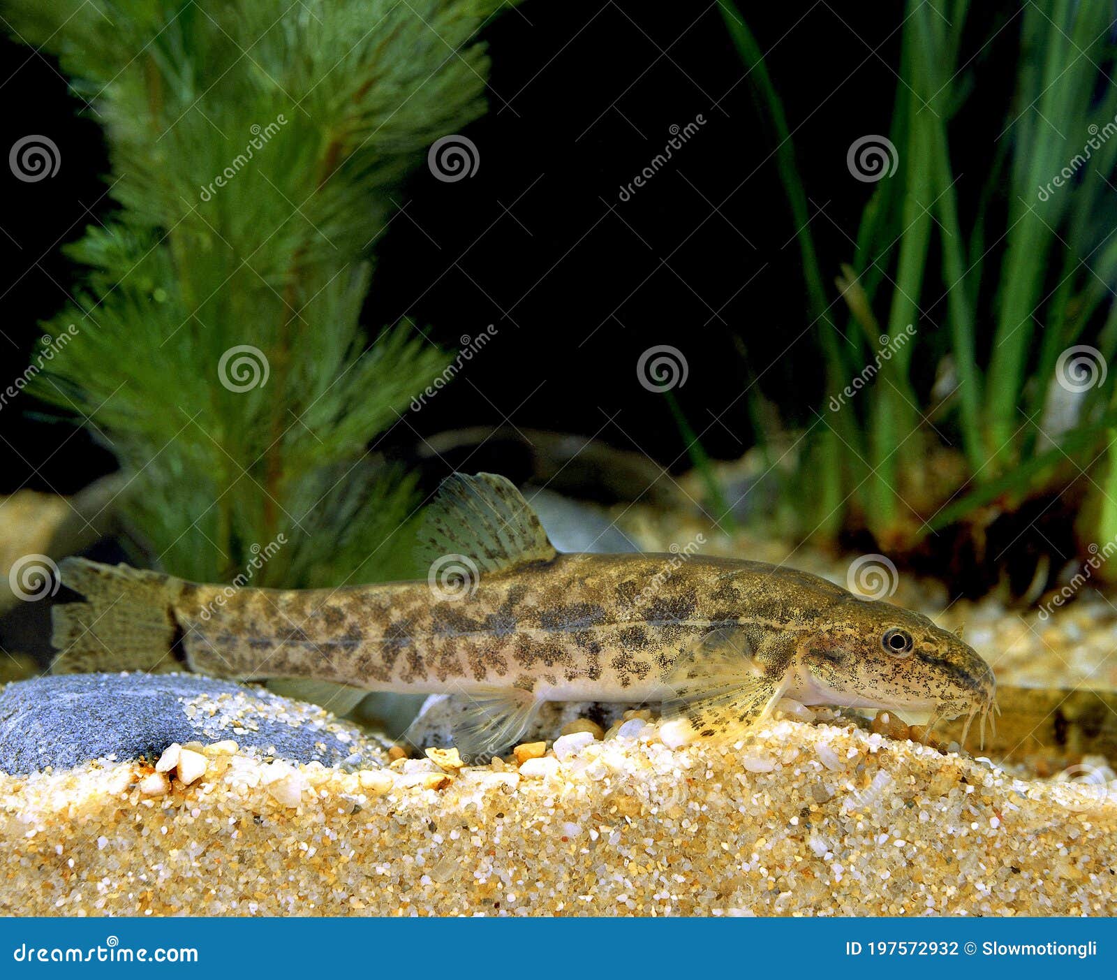 Cobitis Taenia, Weather Spined Loach, Wide-spread Little Freshwater ...
